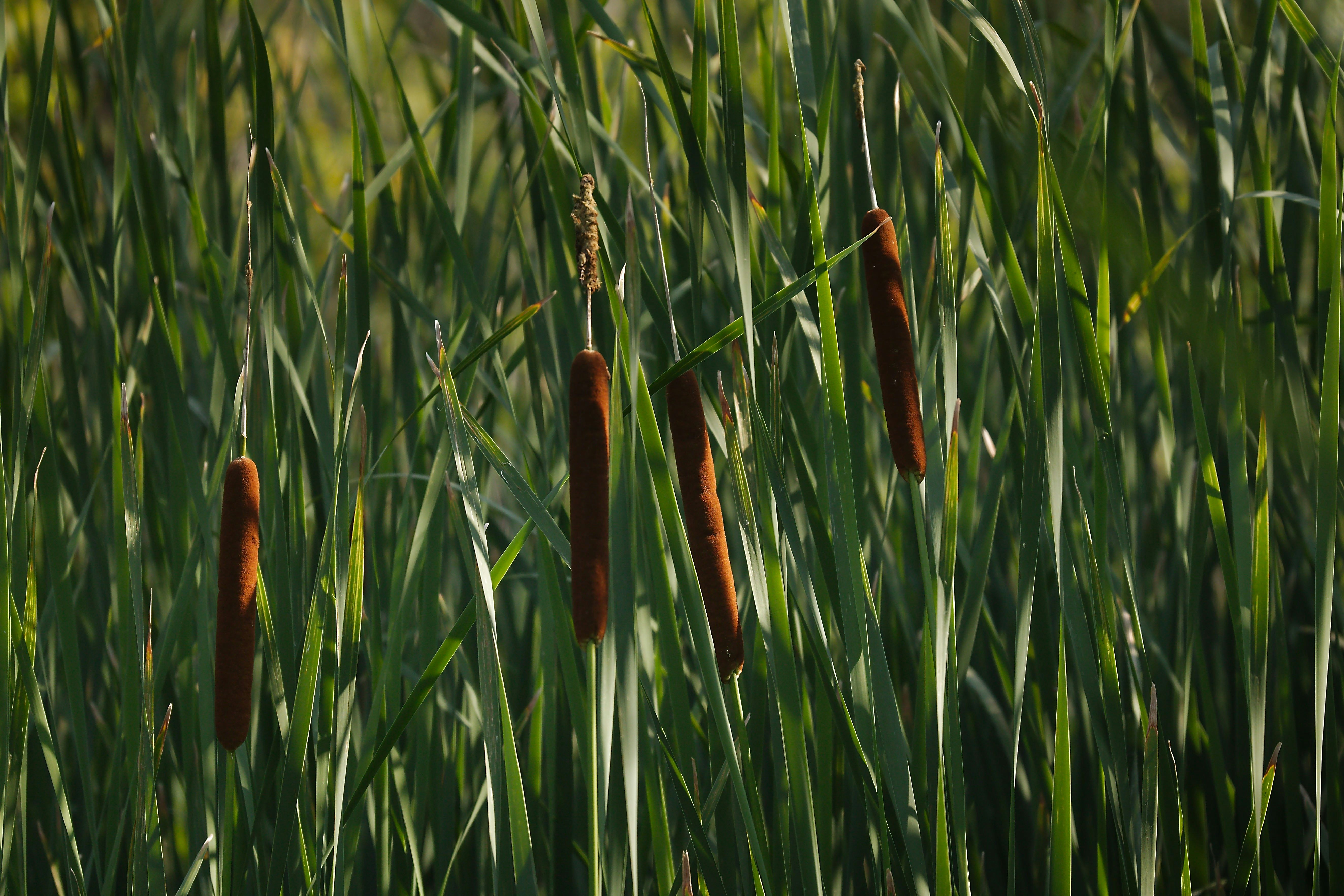 Cattails swaying gently amidst lush green reeds under soft lighting.