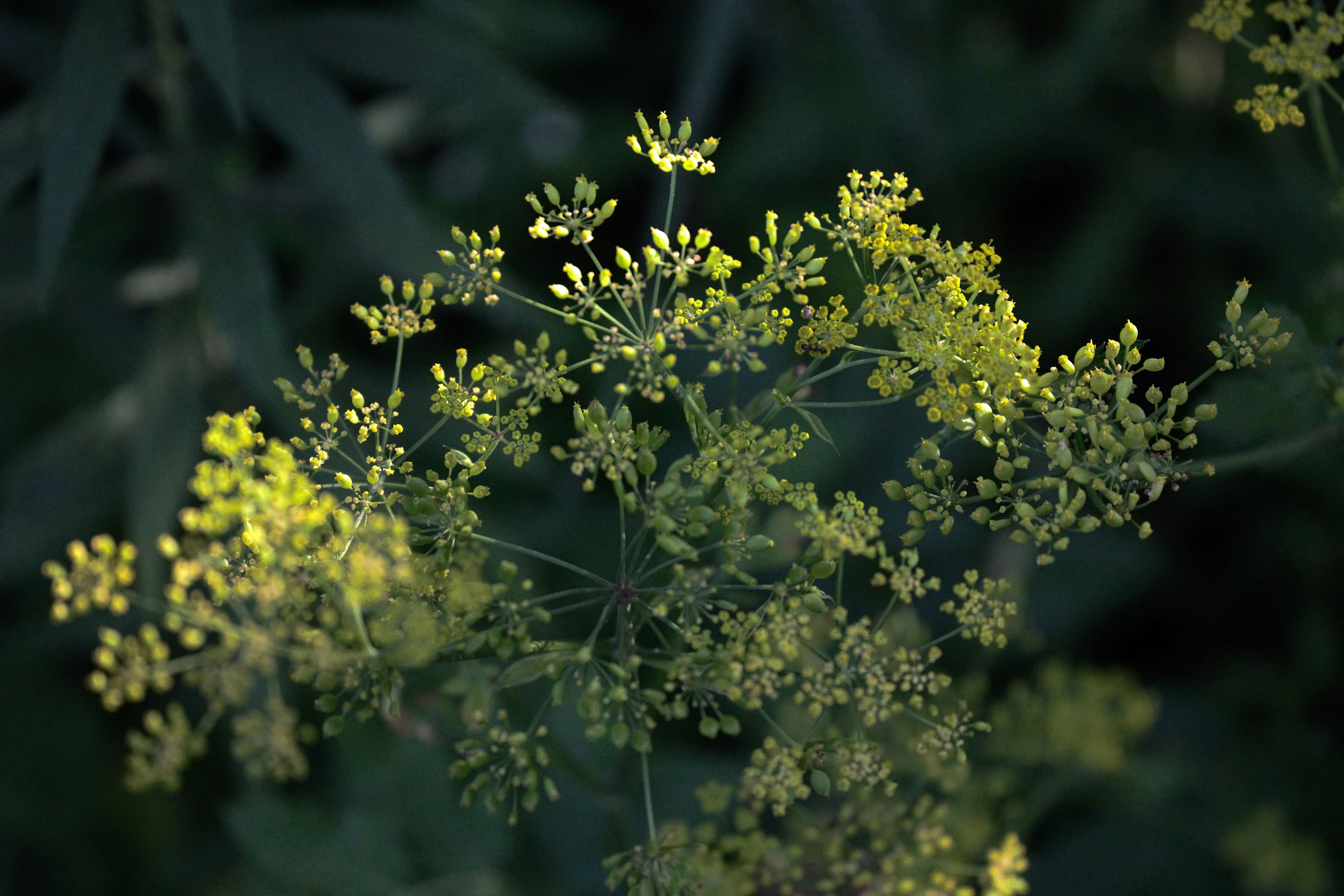 Delicate yellow flowers with umbrella-like clusters against a dark, blurred background.
