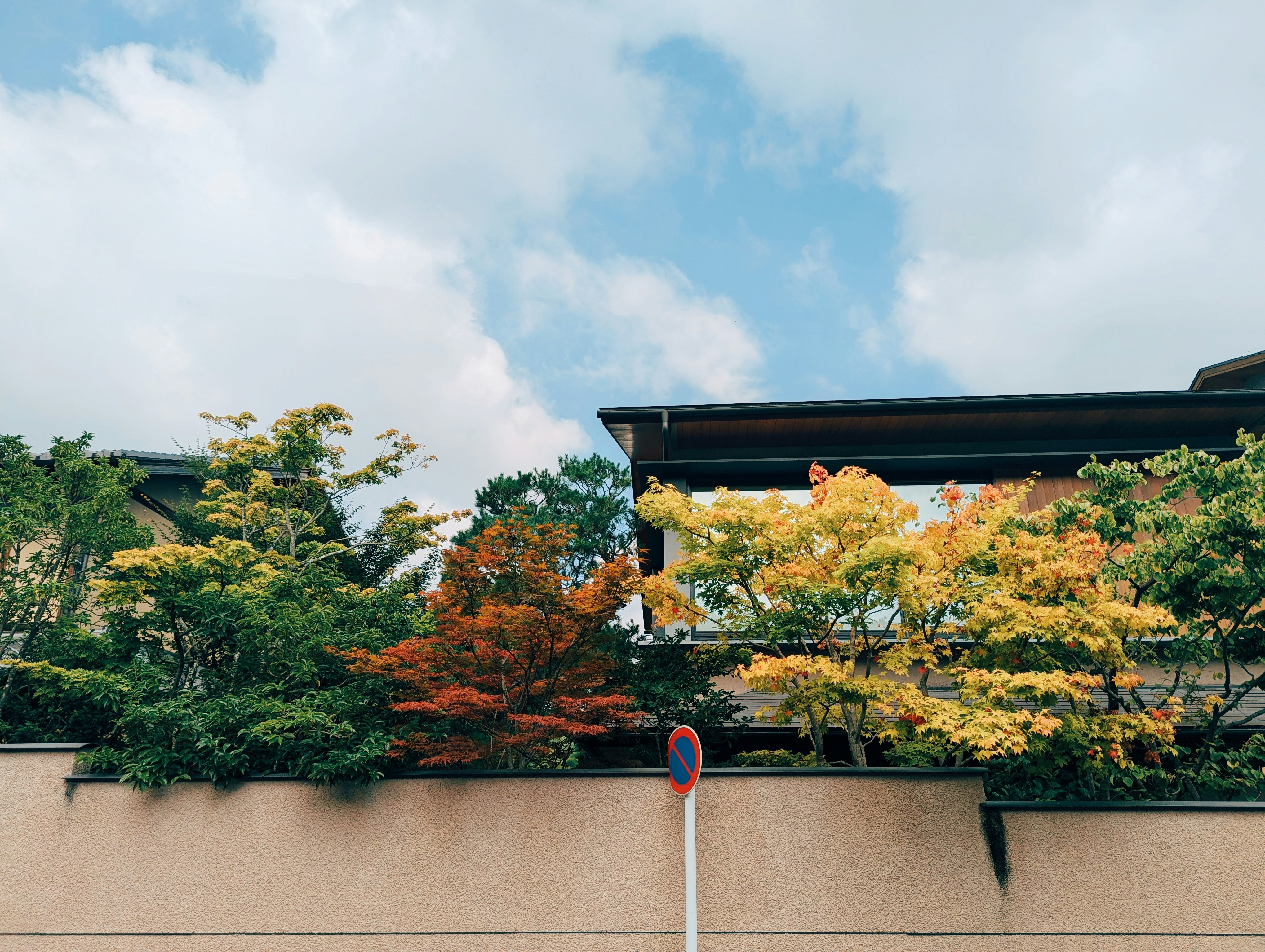Autumn Luminance Drapes a Quiet Urban Wall