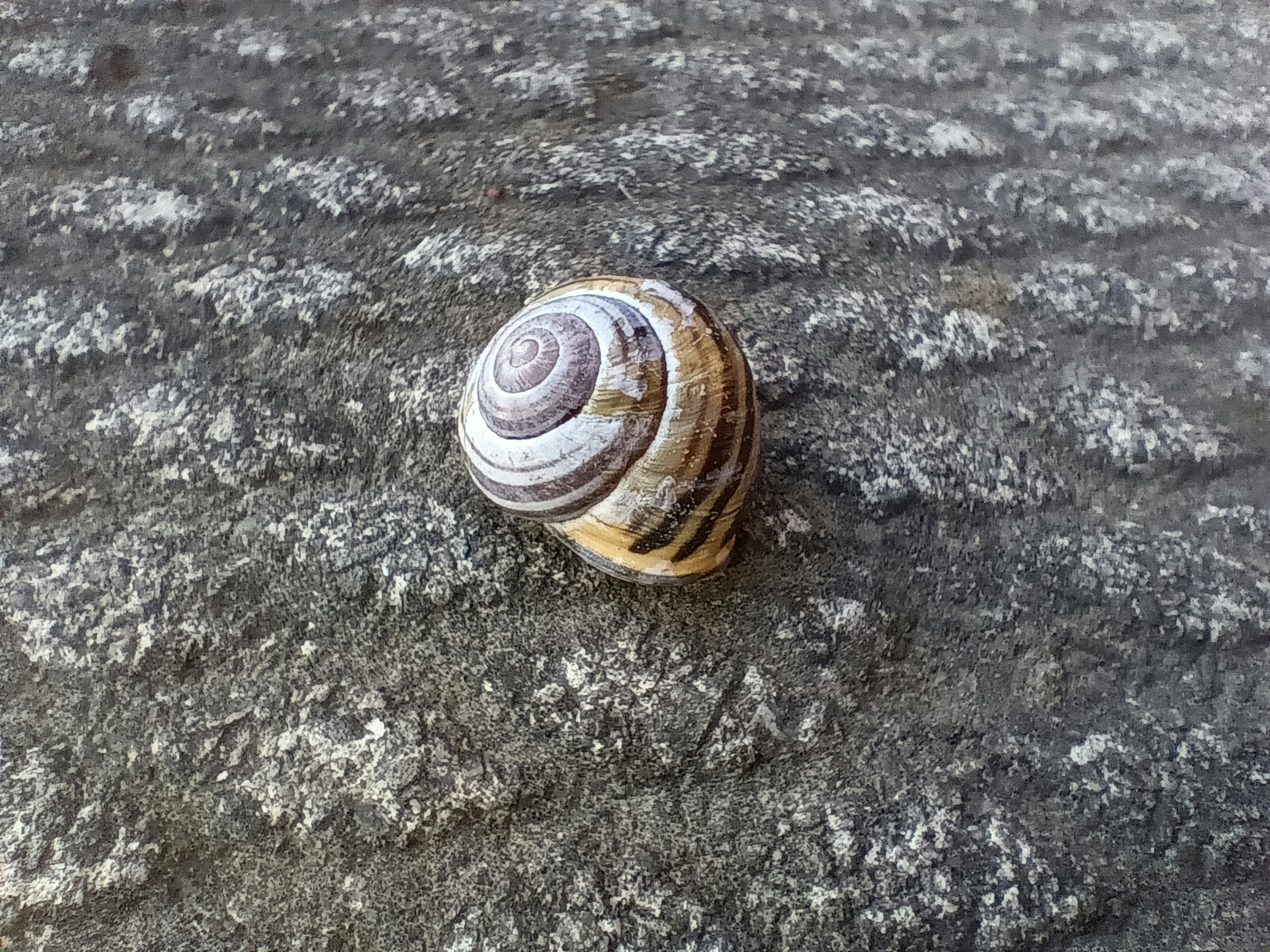 Close-up of a striped snail shell resting on a rough granite surface, highlighting texture and color.