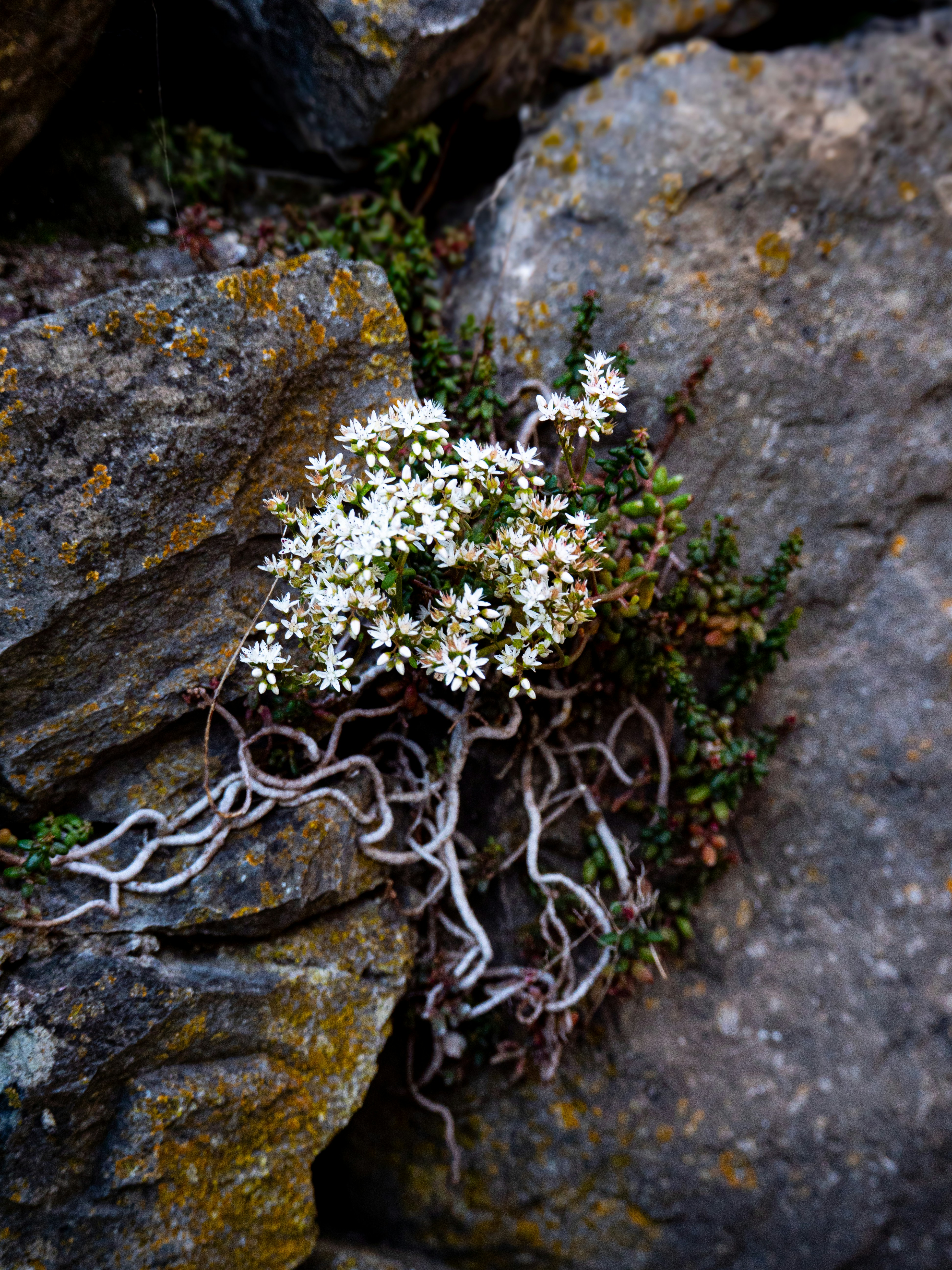 Clinging White: Tiny Alpine Blooms on Weathered Granite