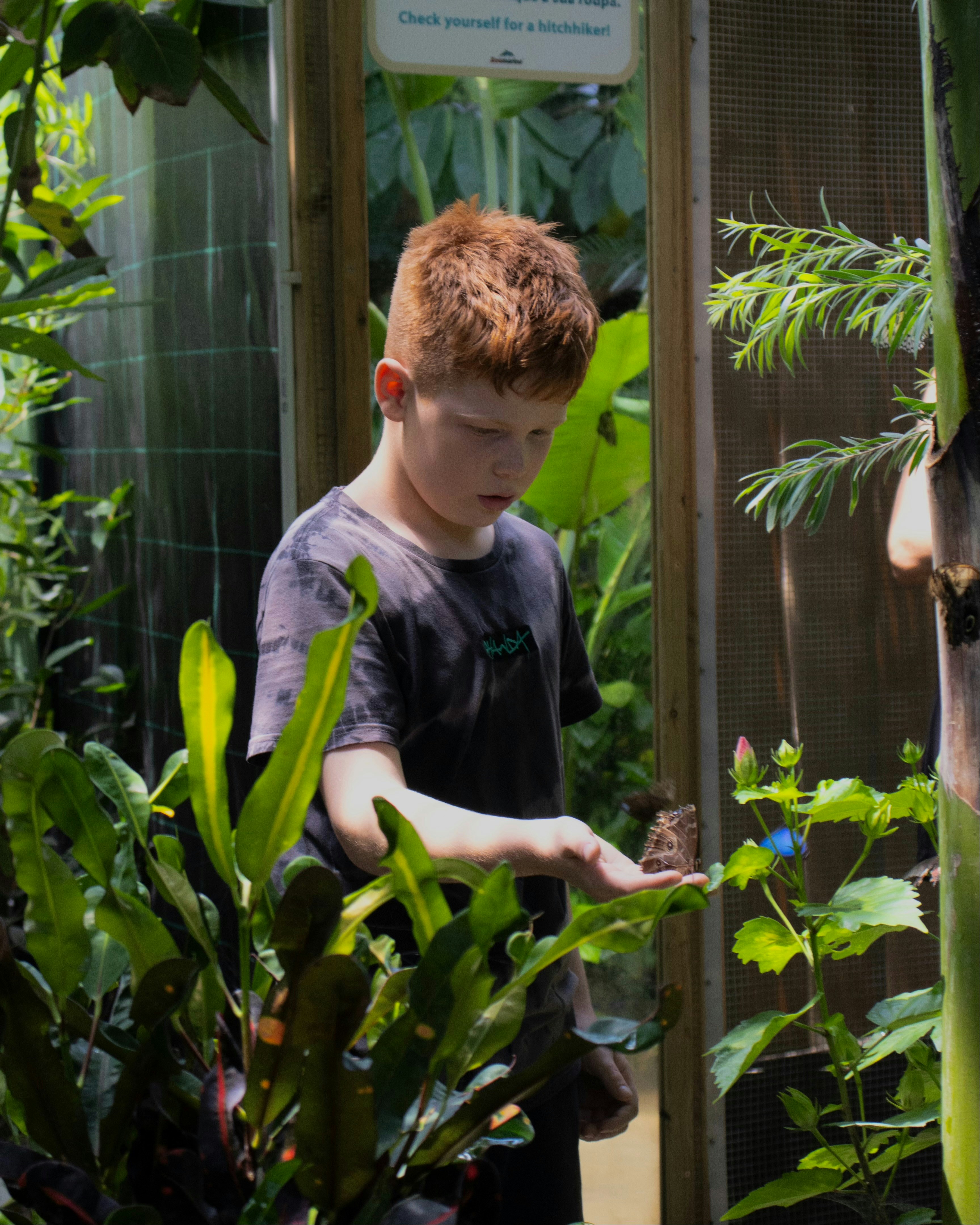 Young boy interacting with tropical plants in a greenhouse.