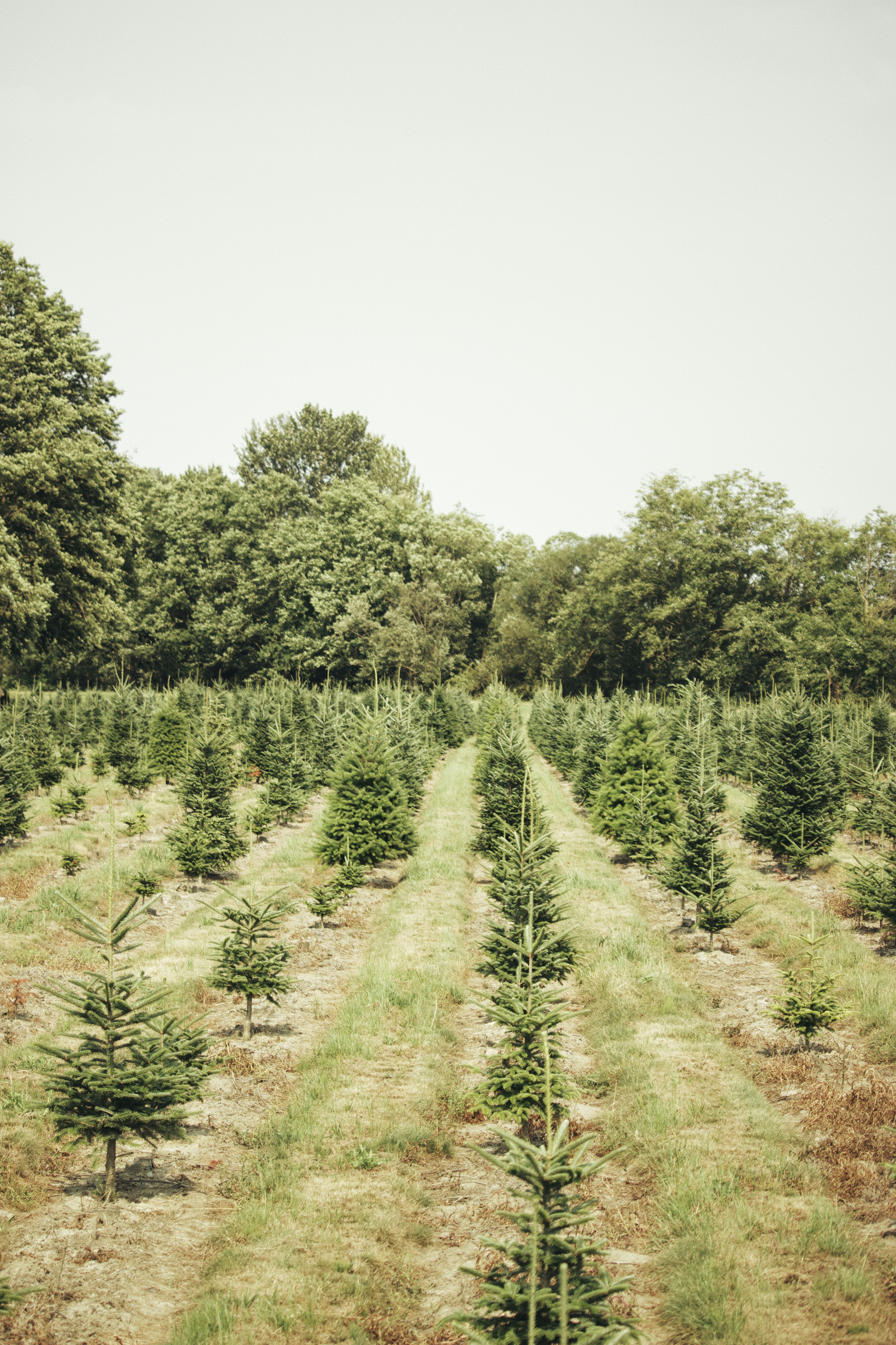 Rows of Christmas Trees Stretching into a Quiet Orchard