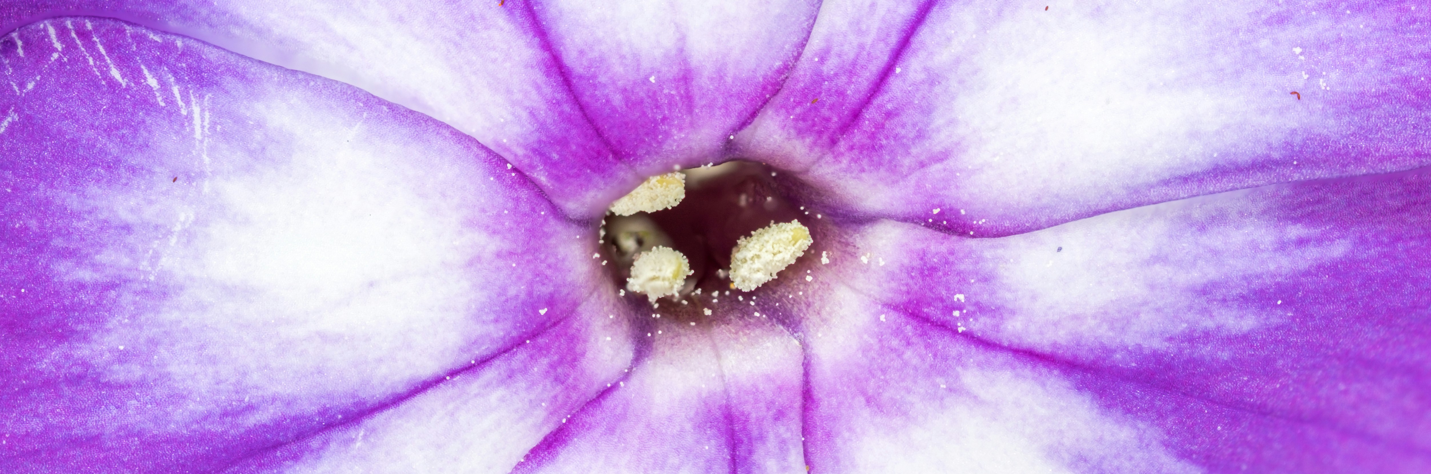Petal Velvet: Macro Portrait of a Violet Petunia’s Center