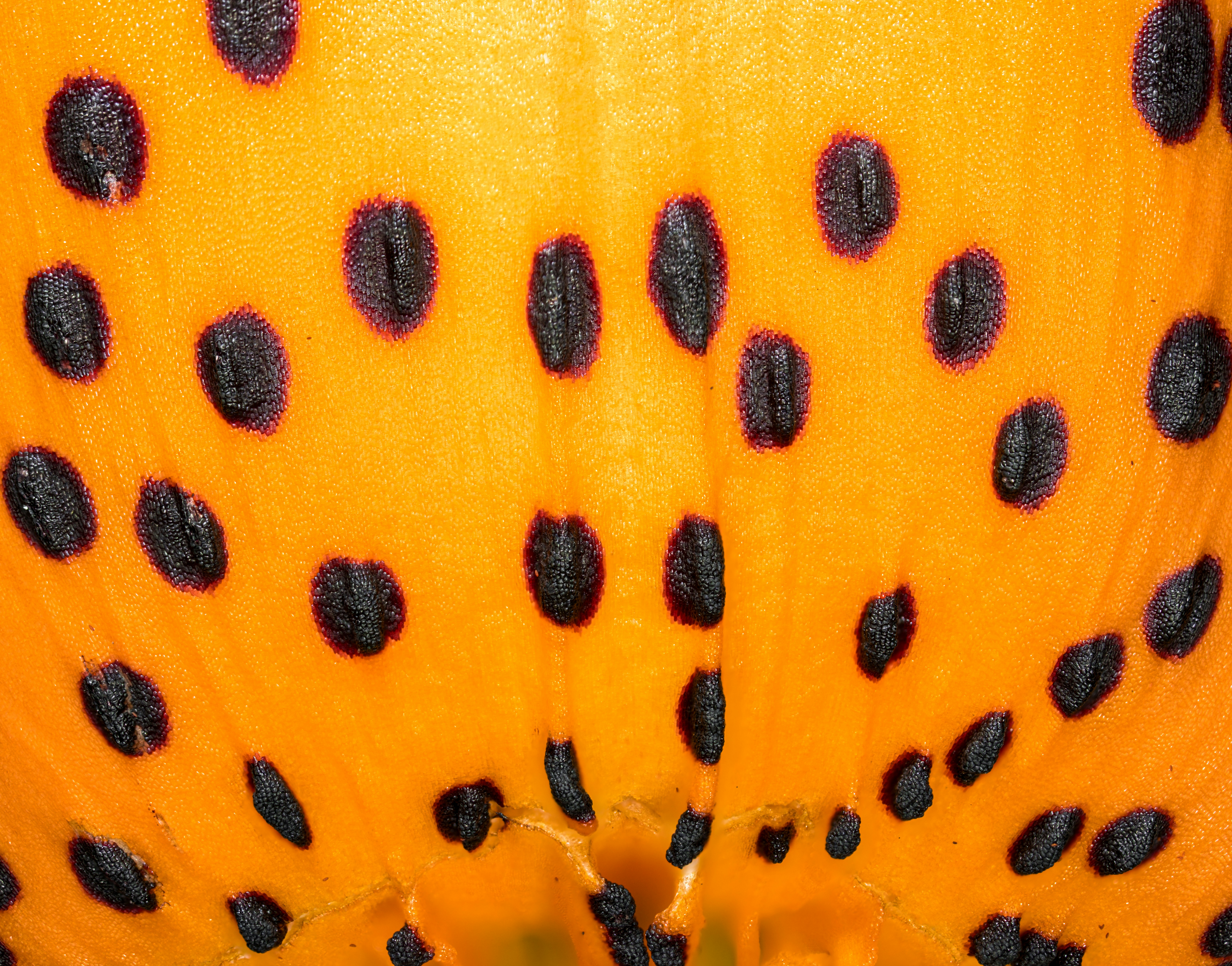 Spotted Orange: Macro Portrait of Pumpkin Skin
