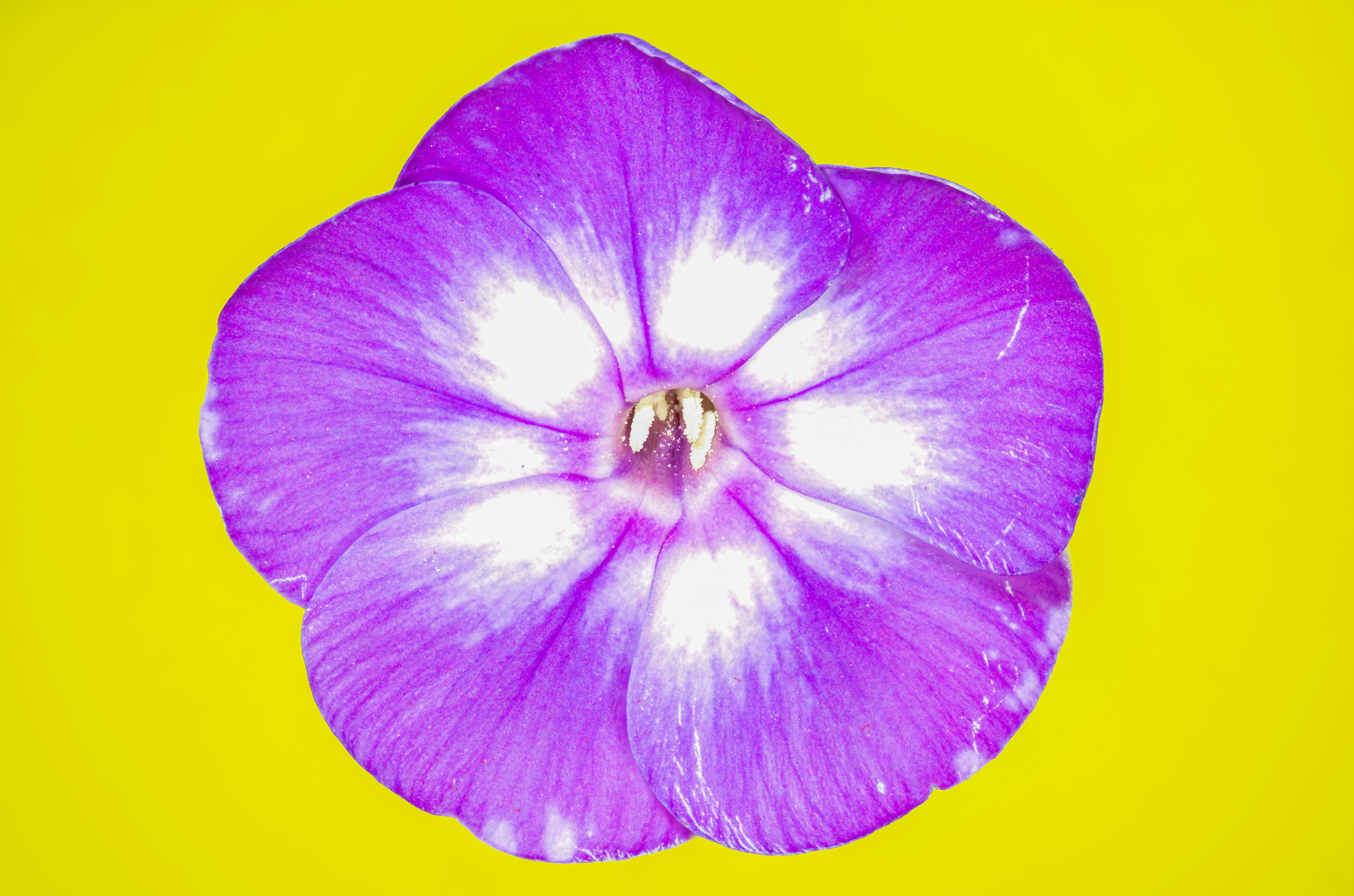Neon Violet Petunia on a Citrus Yellow Backdrop