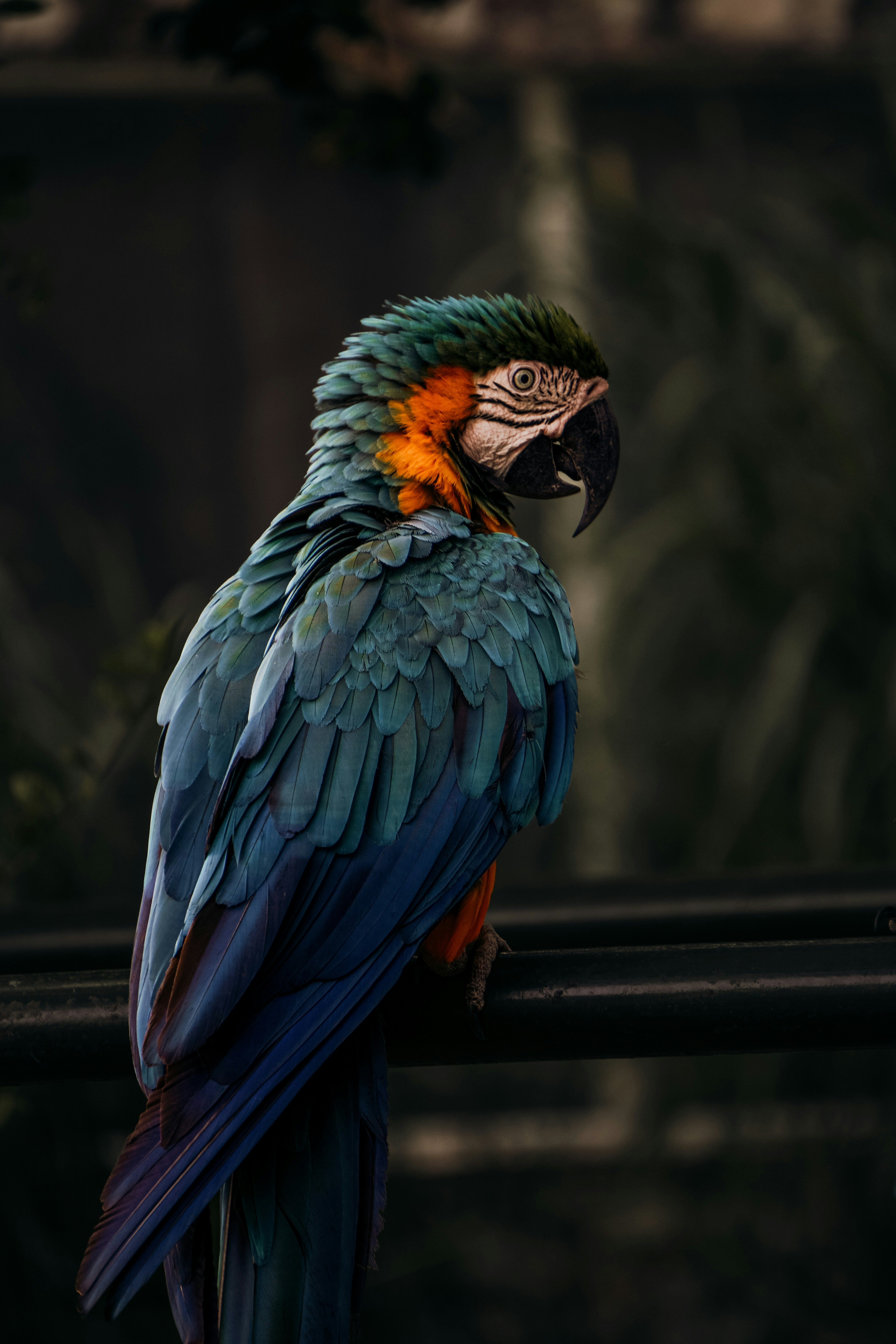 Azure Contemplation: A Macaw Perched against a Shadowed Rail