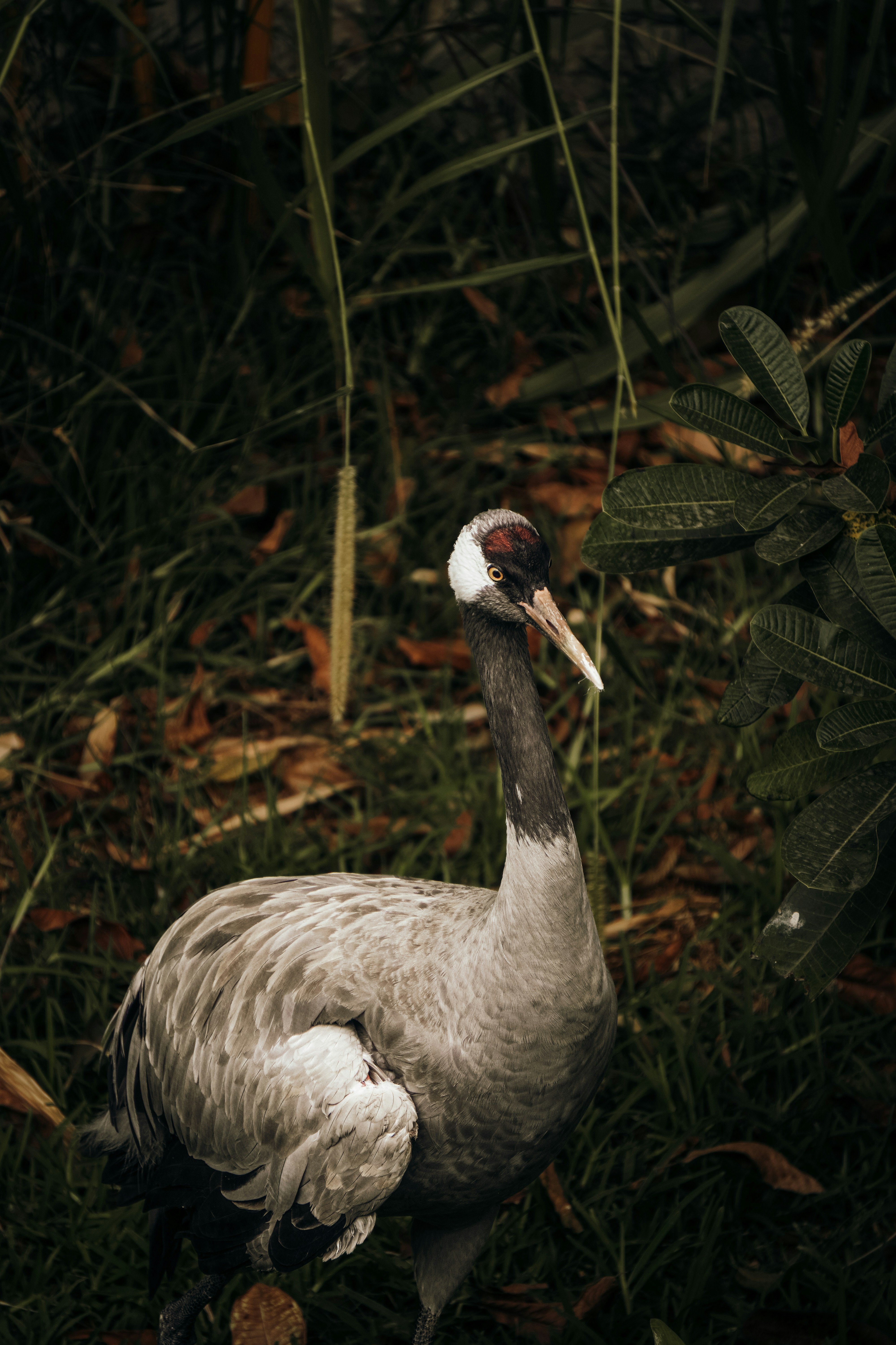 Dusky Red-crowned Crane in the Understory