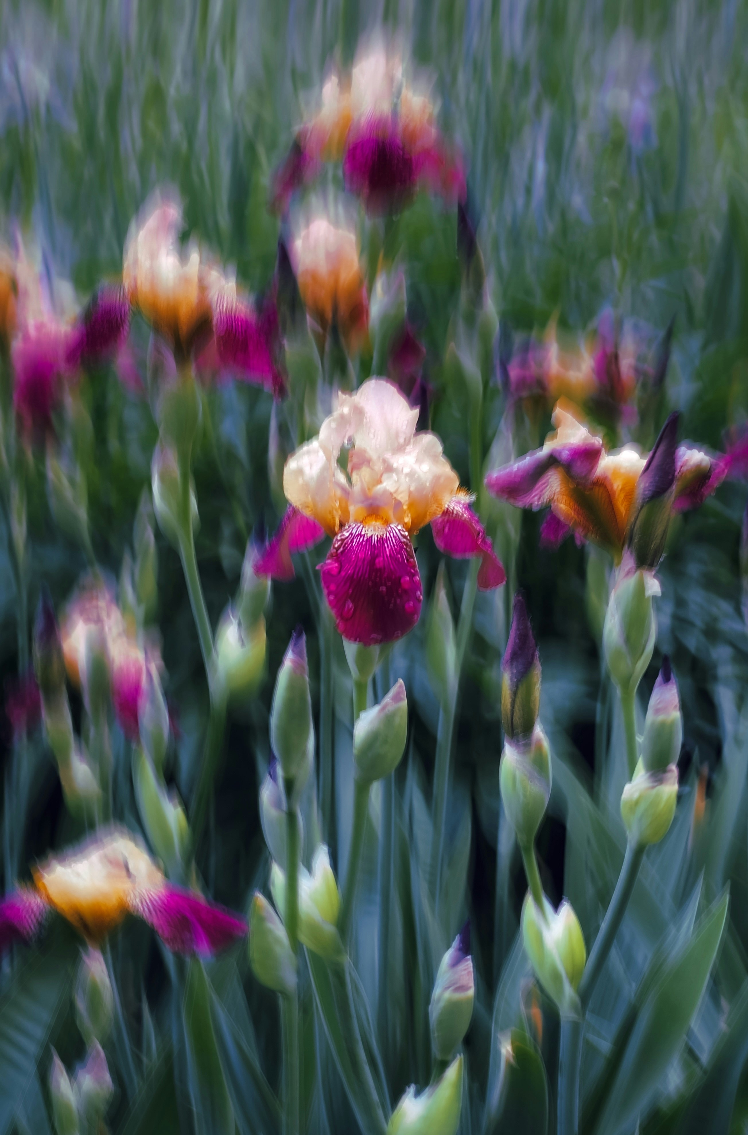 A bunch of flowers that are in the grass photo – Free Nature Image on ...