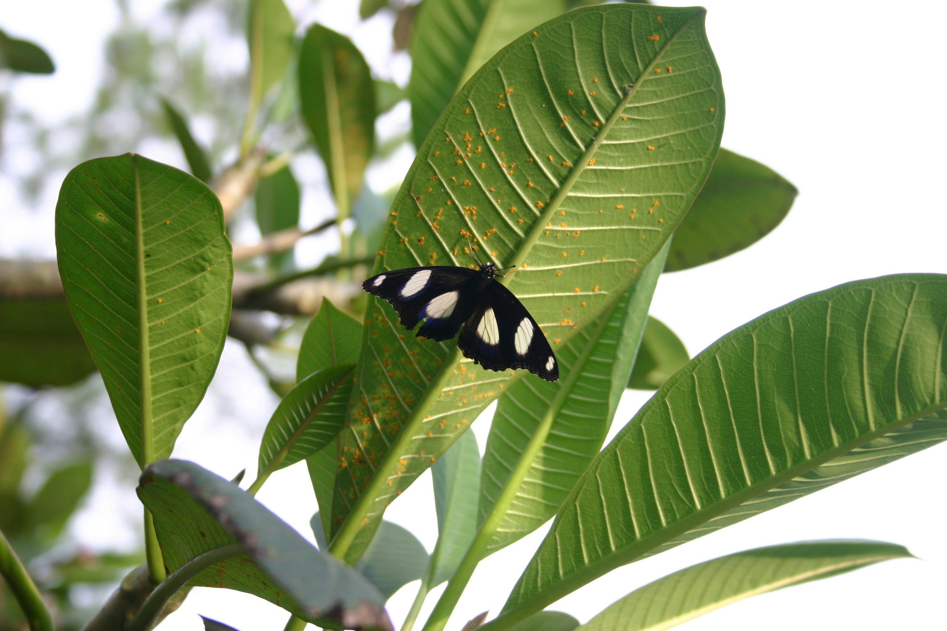 White-spotted Black Butterfly on Sunlit Tropical Foliage