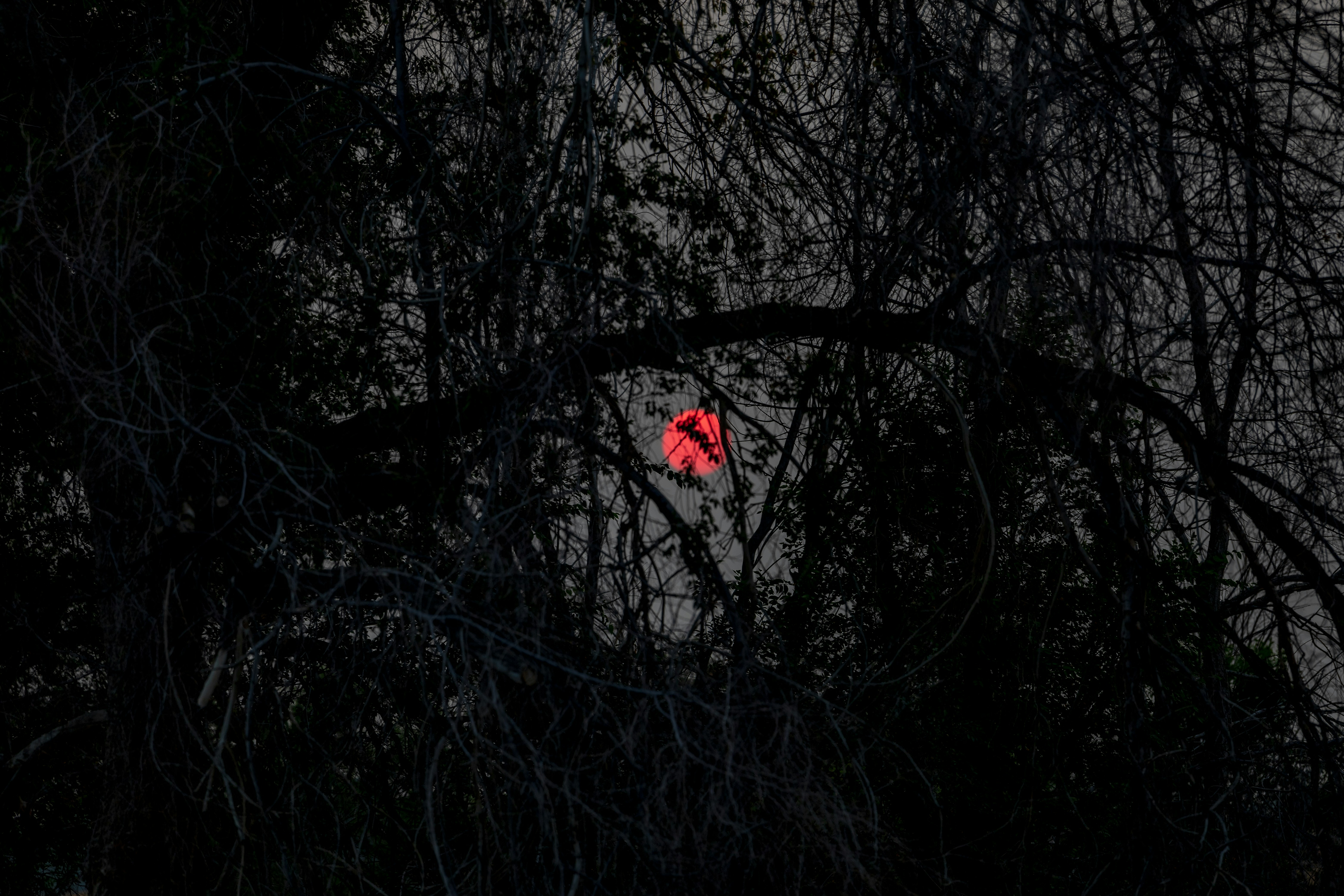 Sunset | A red light is seen through the branches of a tree