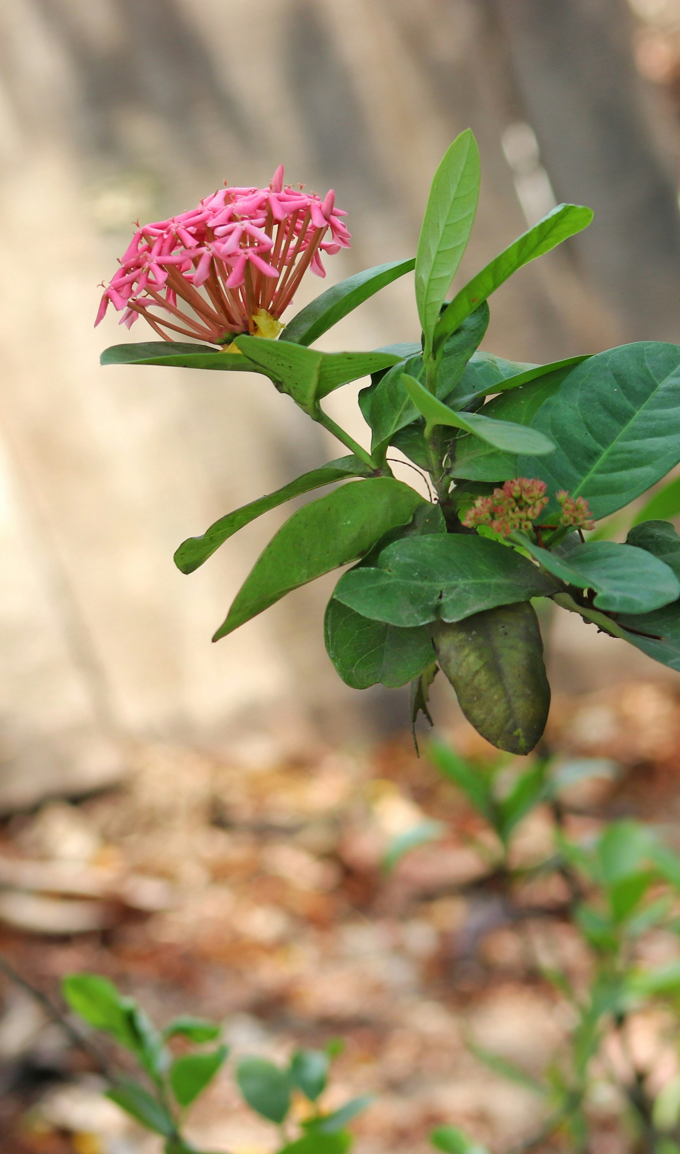 Pink Fountain Blossom: A Delicate Flower Against a Soft Backyard Wall