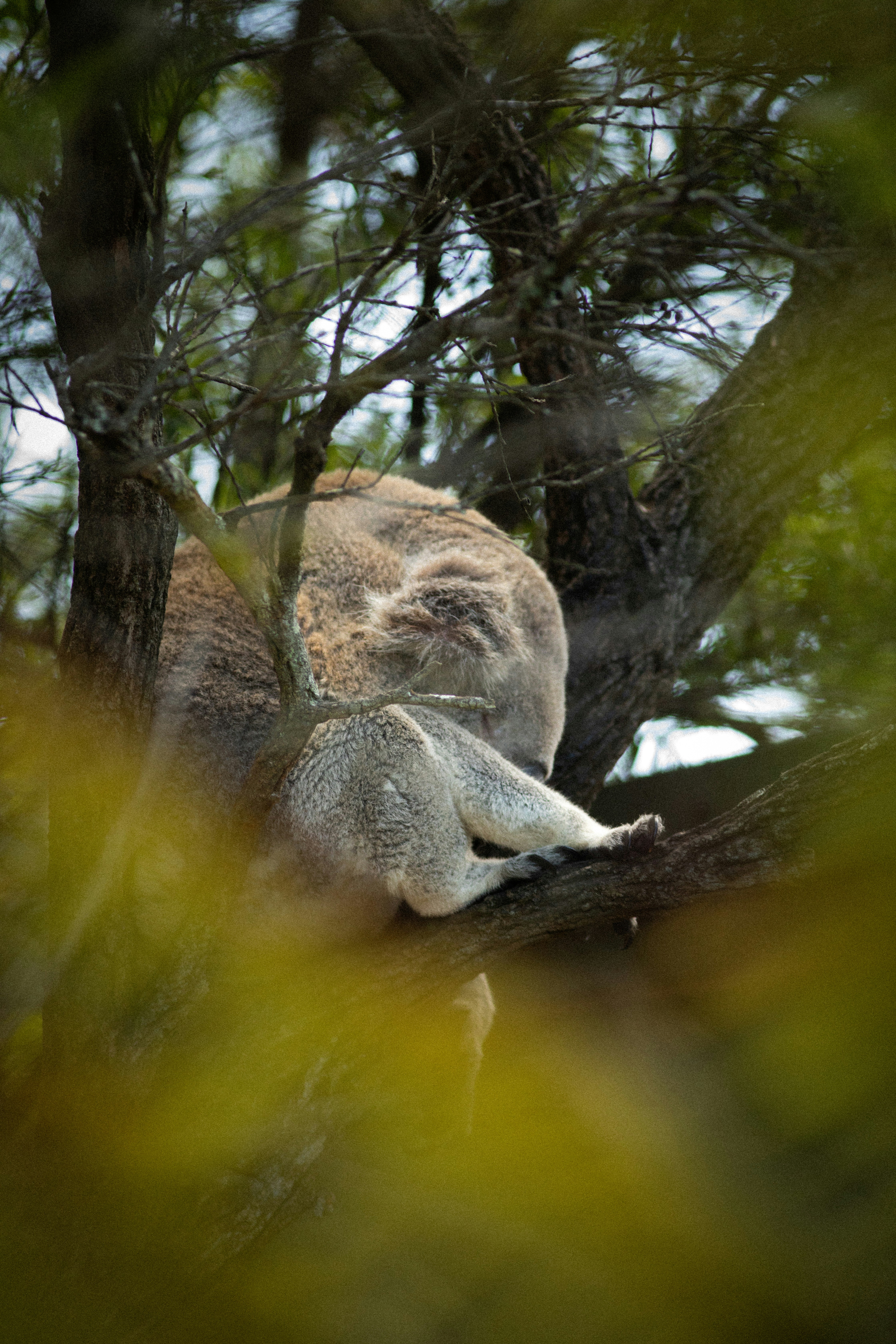 Koala's Quiet Slumber Amid Sunlit Eucalypt Canopy
