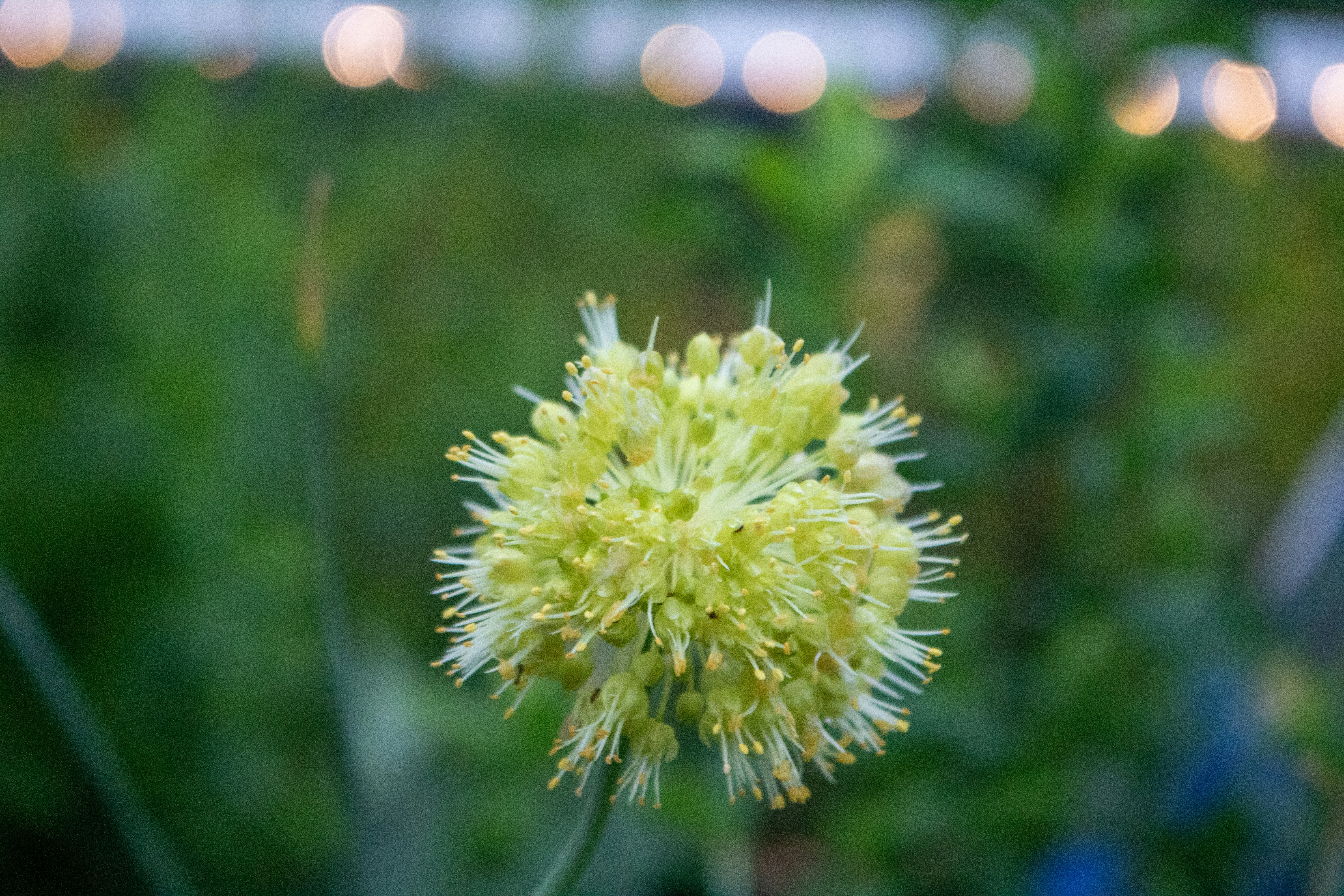 This tall, distinguished and attractive species from Xinjiang, Mongolia, Kazakstan and southern Russia has compact spherical umbels of yellow pom-pom flowers on strangely curled and twisted stems in early summer. Indeed, some people cannot believe it is an ornamental onion.