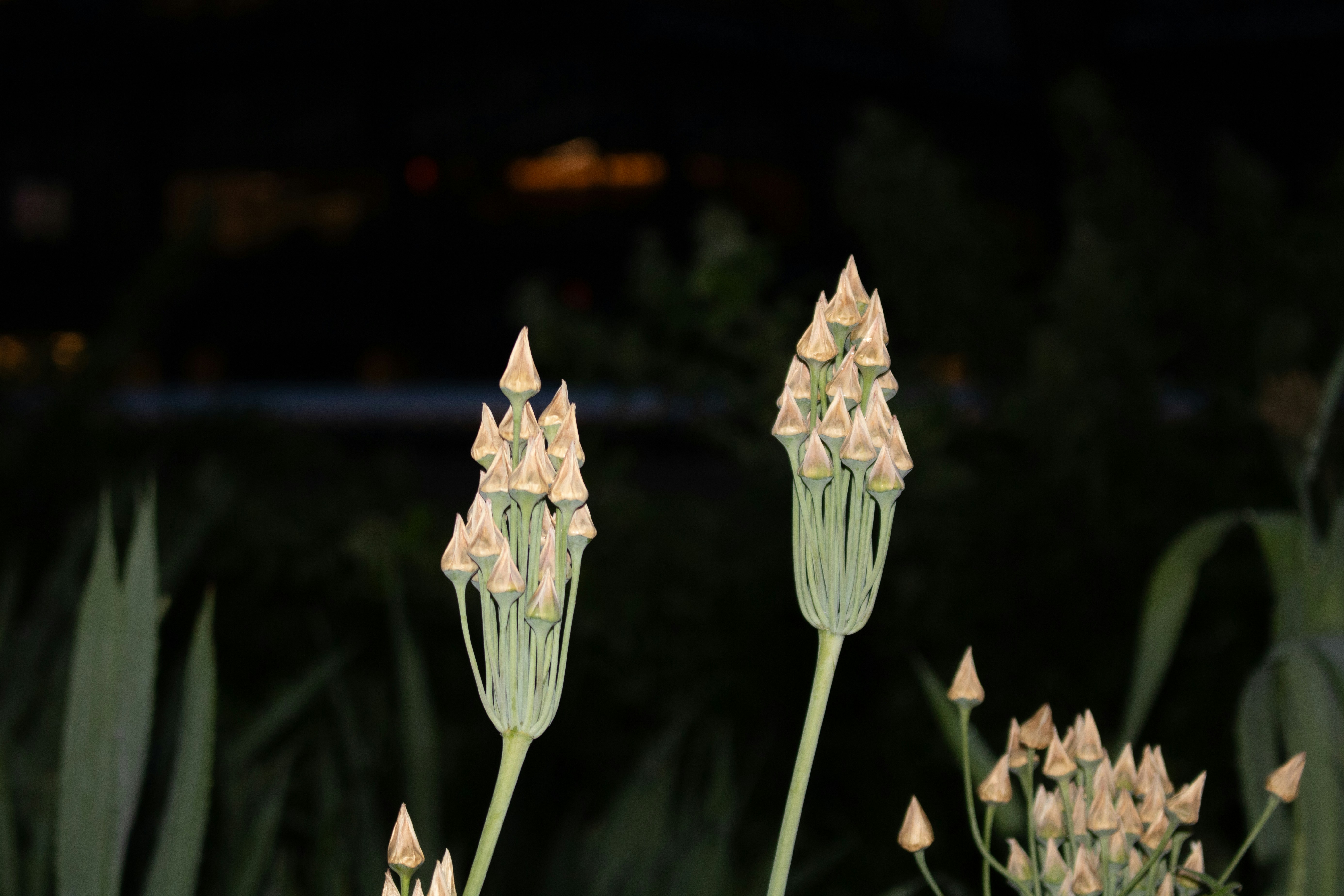 Allium siculum, known as honey garlic, Sicilian honey lily, Sicilian honey garlic, or Mediterranean bells, is a European and Turkish species of plant in the genus Allium. It is native to the regions around the Mediterranean and Black Seas, and grown in other regions as an ornamental and as a culinary herb.