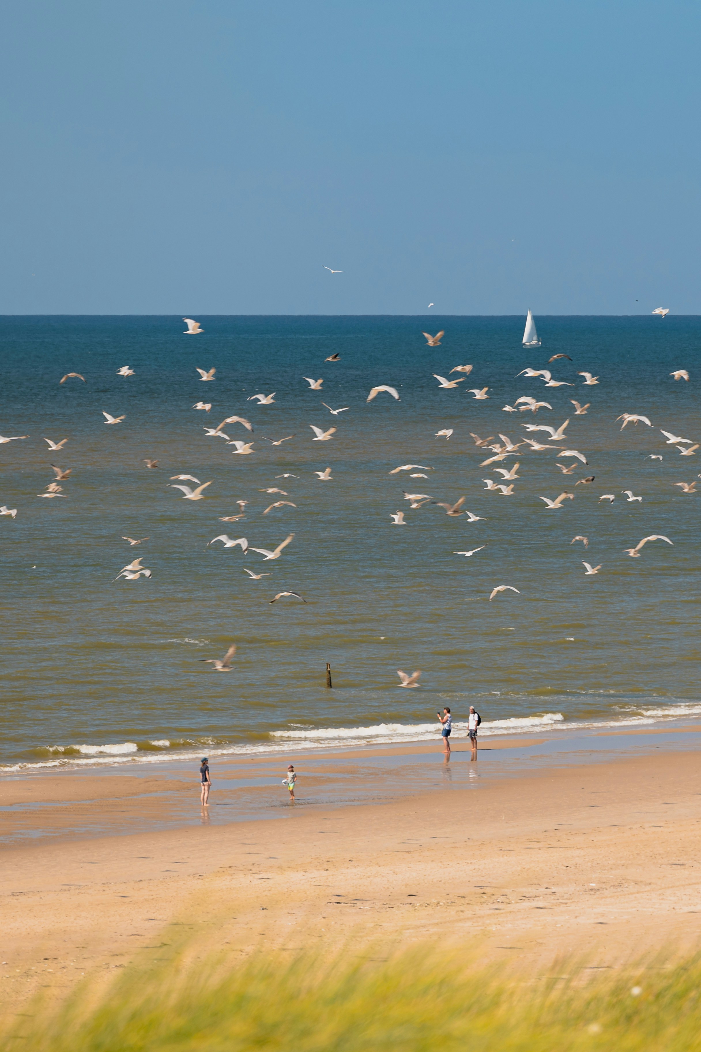 Midday Murmur of Wings: Seagulls Over a Lapping Shore
