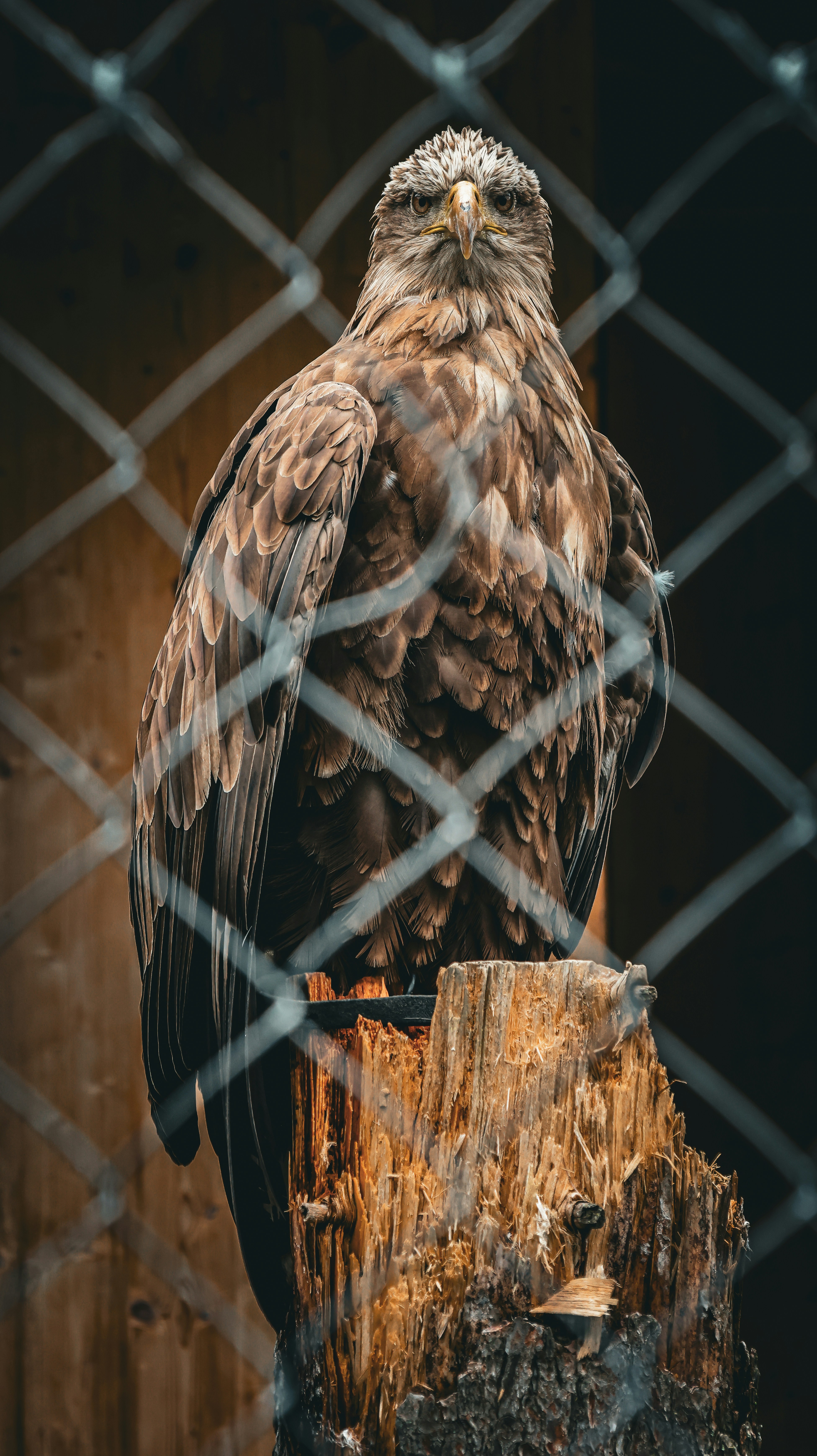 Grit and Gaze: A Brown Eagle Standing Guard on a Weathered Post