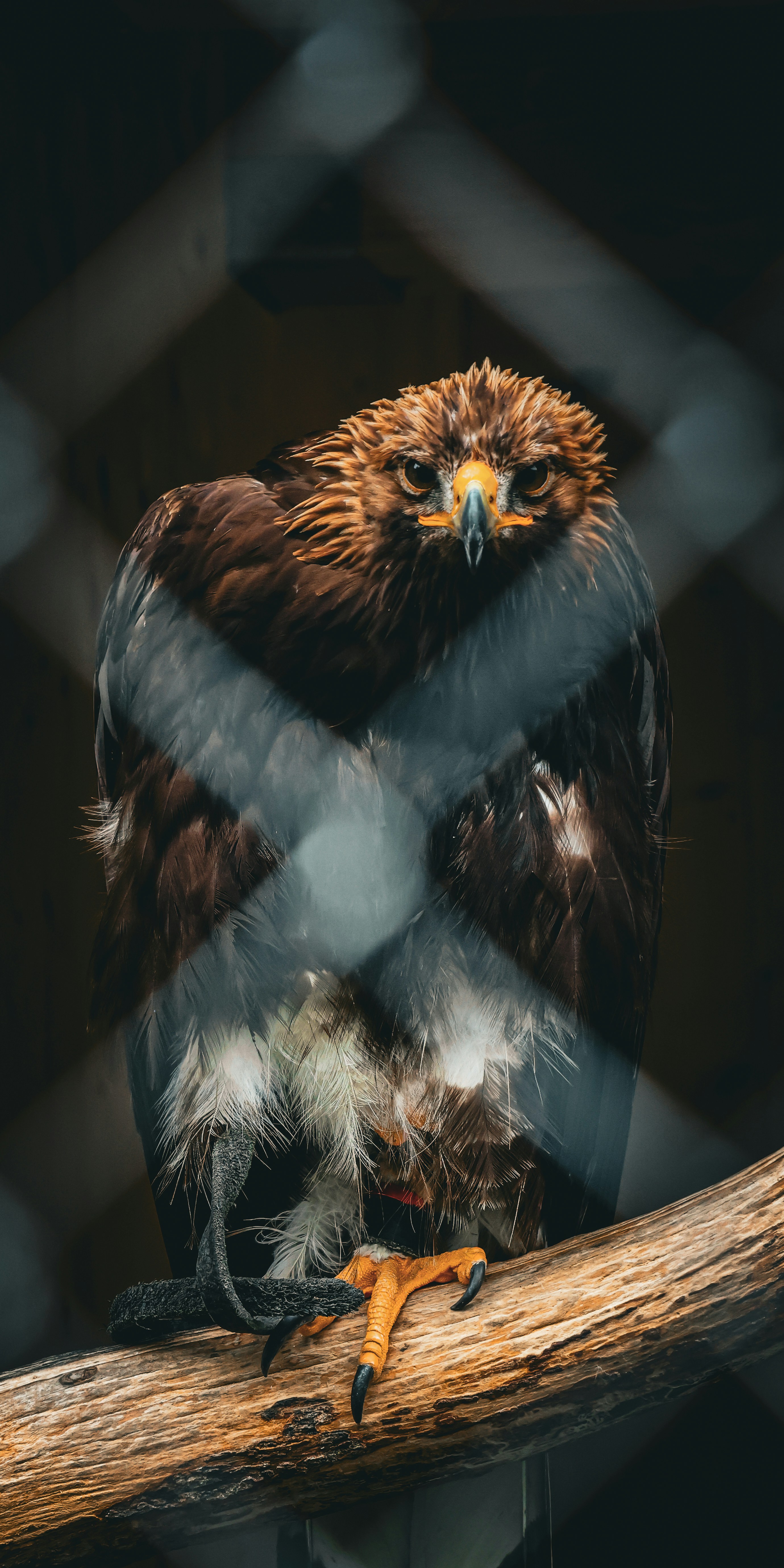 Gilded Gaze Behind the Wire: A Golden Eagle in Quiet Vigil