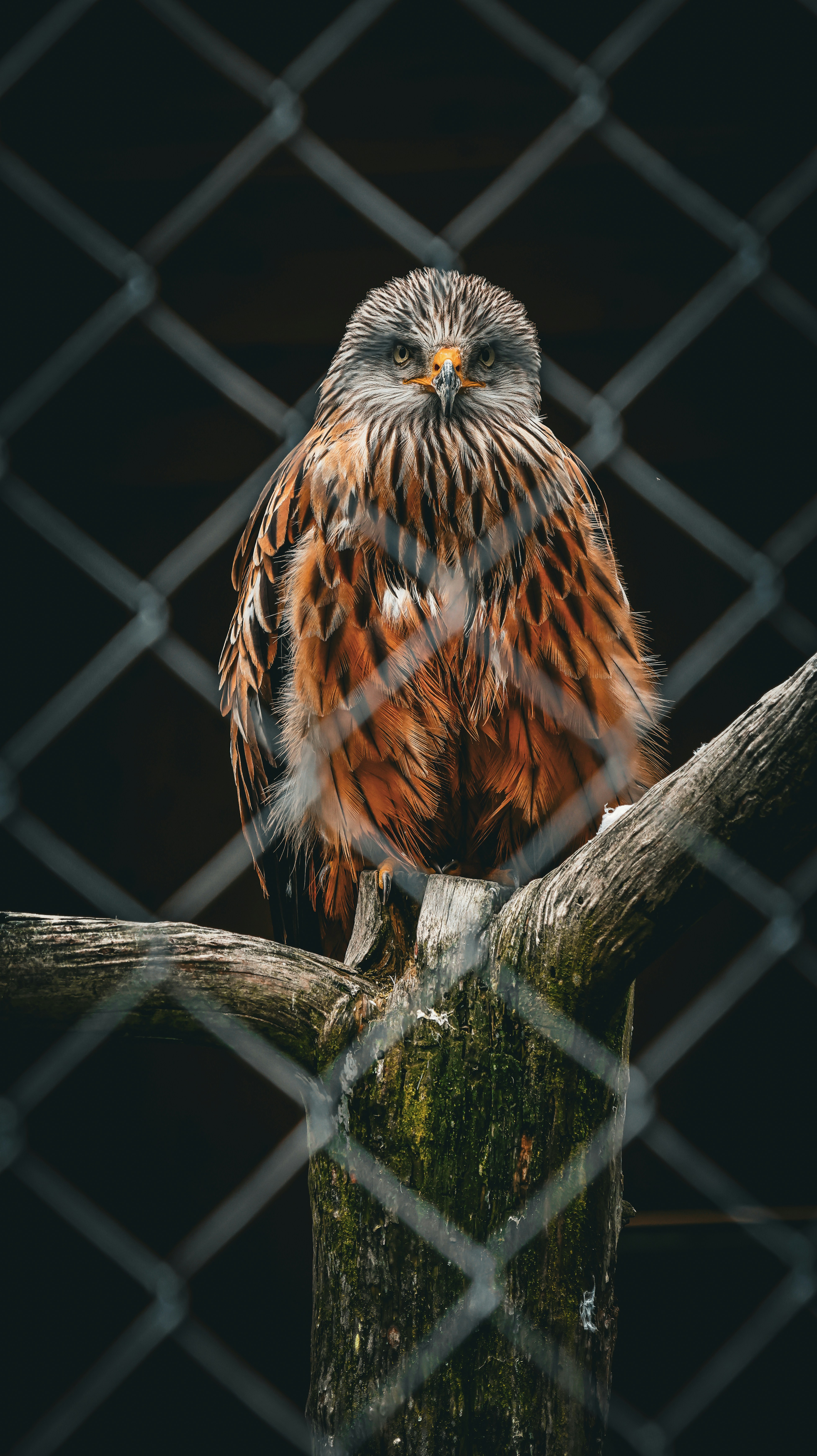 Red kite / Rotmilan im Greifvogelpark Umhausen.