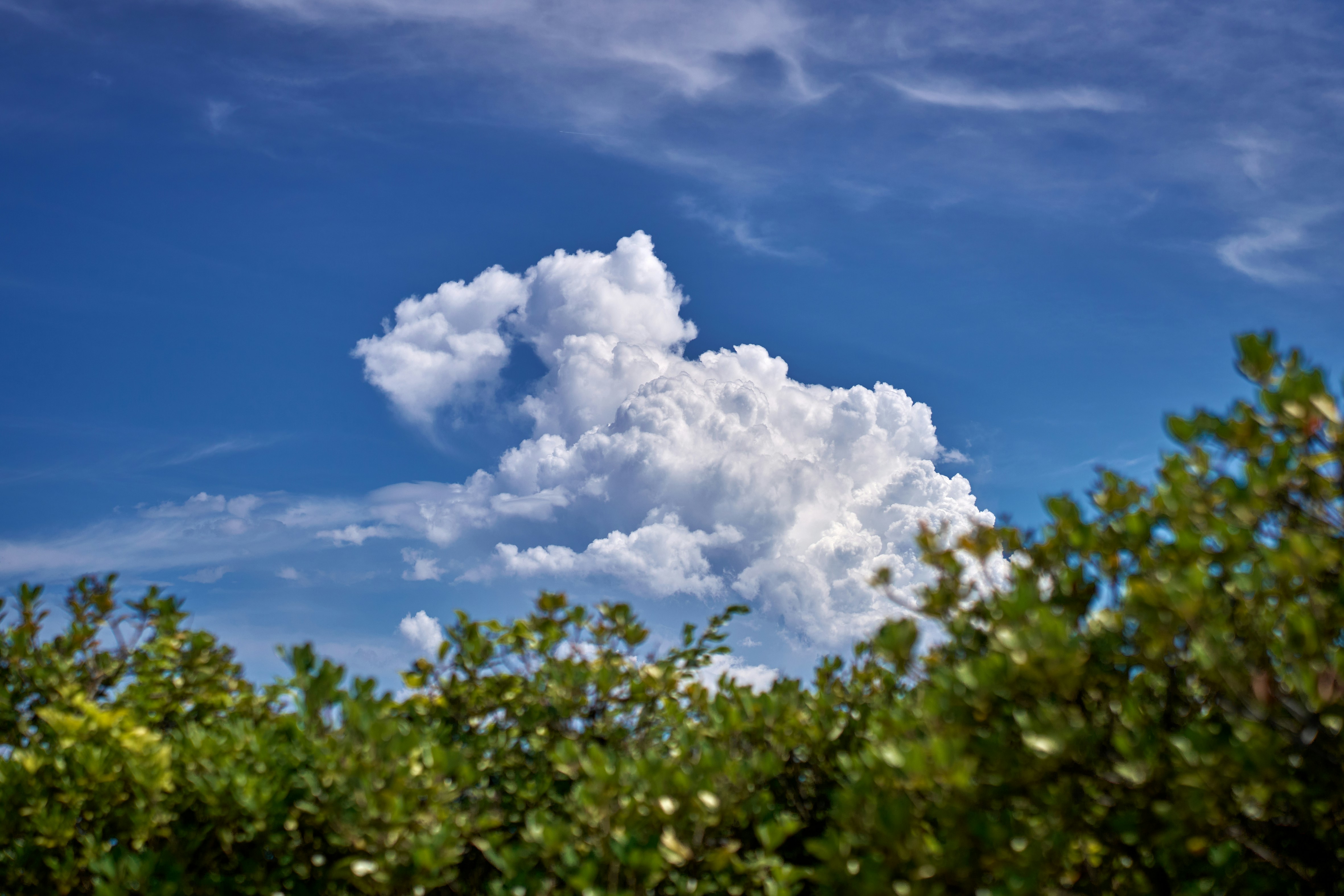 Cumulus Crown Above a Green Canopy