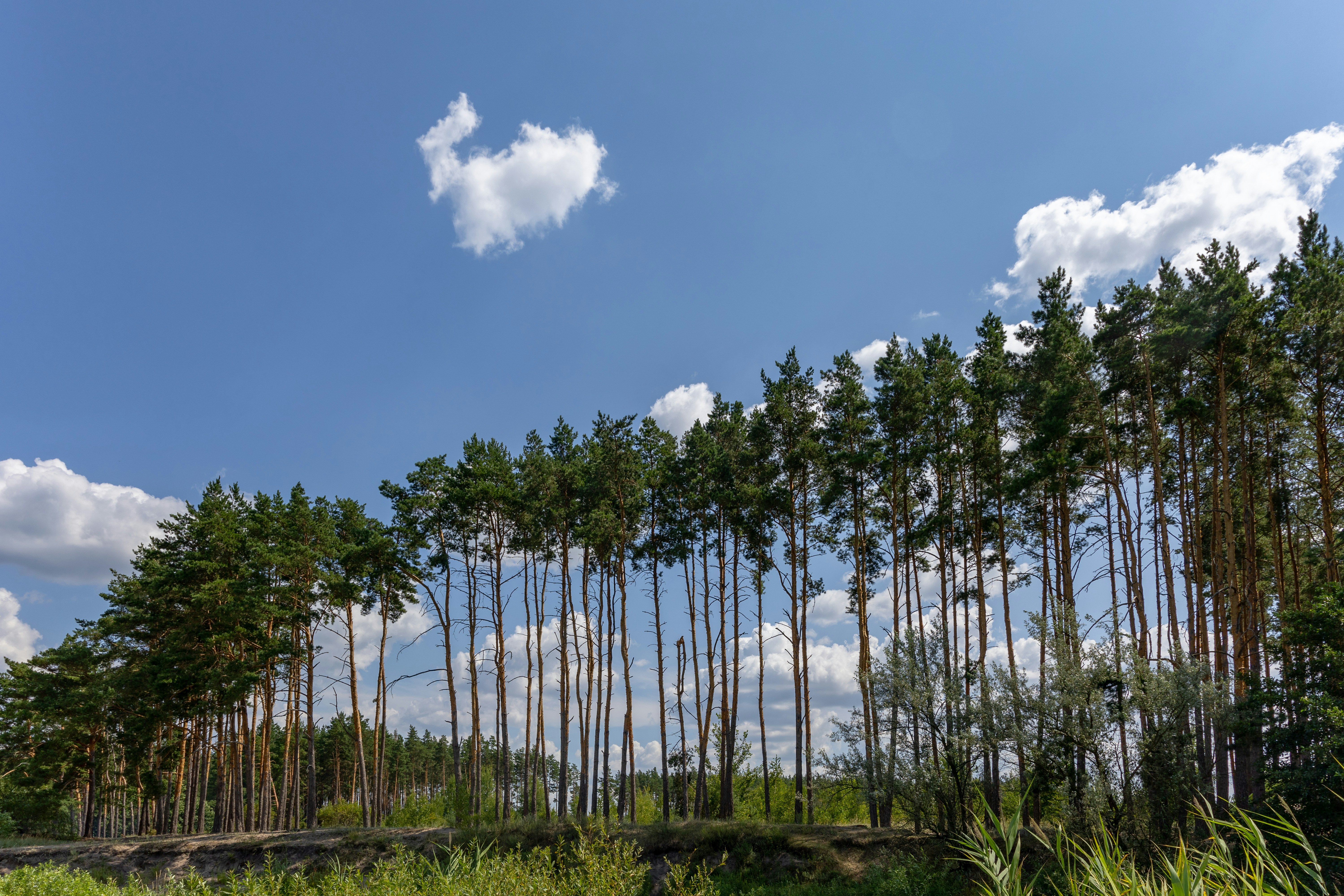 Row of Pines on a Quiet Horizon