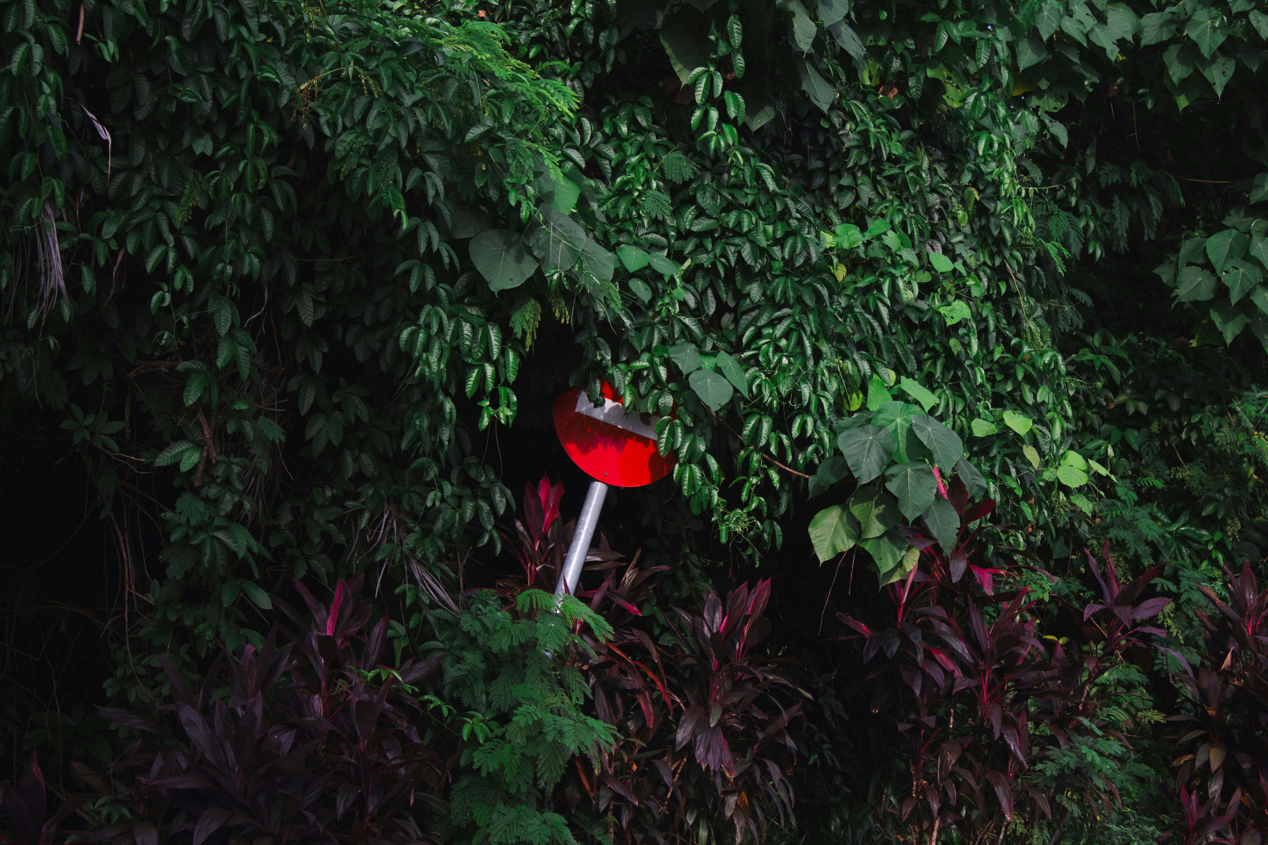 Crimson Shovel Peering Through a Jungle of Leaves