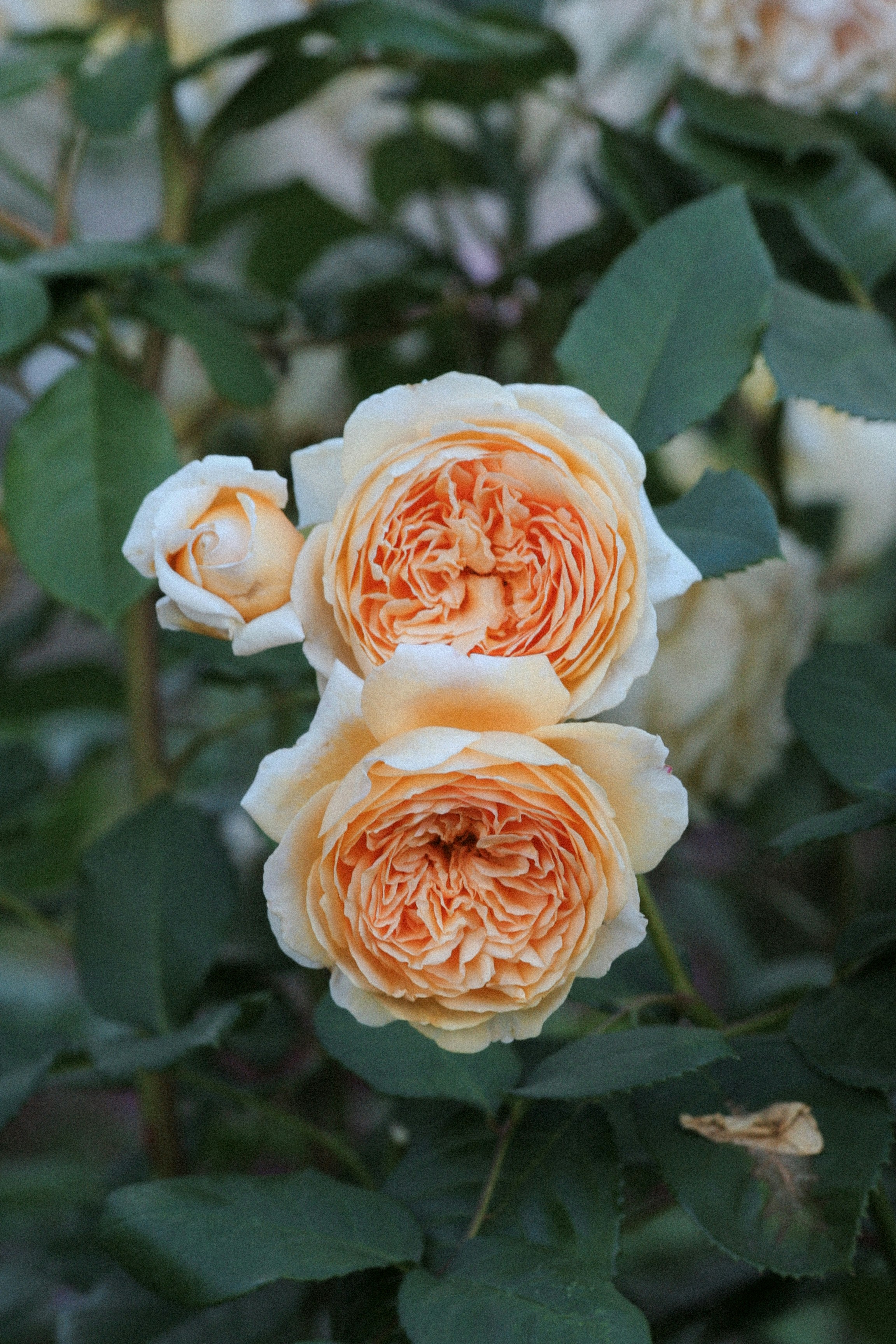 Two Peach Roses Unfurl in a Shadowed Garden