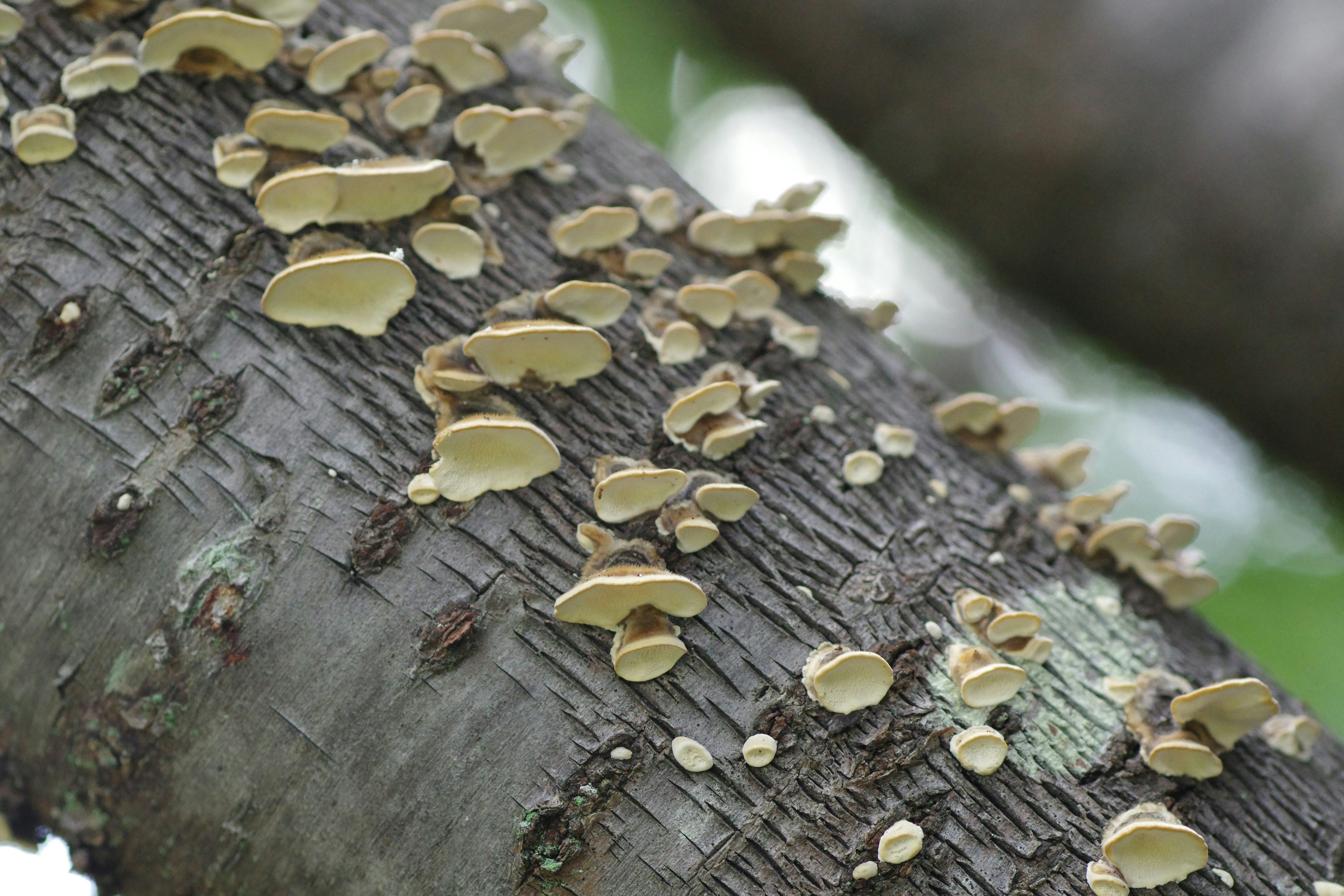 Mellow Birch Bark with Creamy Shelf Fungus Clusters