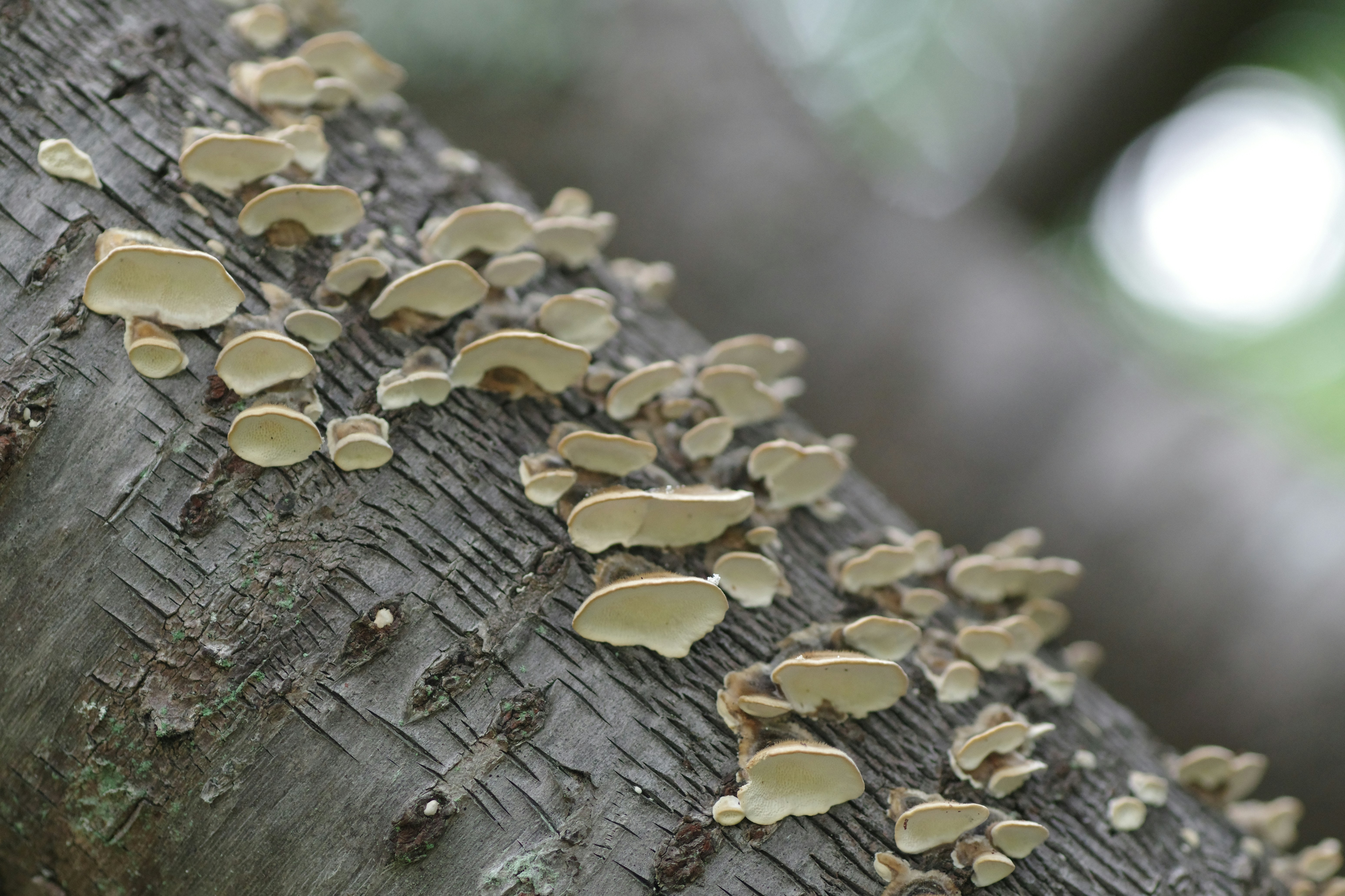 Tan shelf fungi marching along a weathered tree trunk