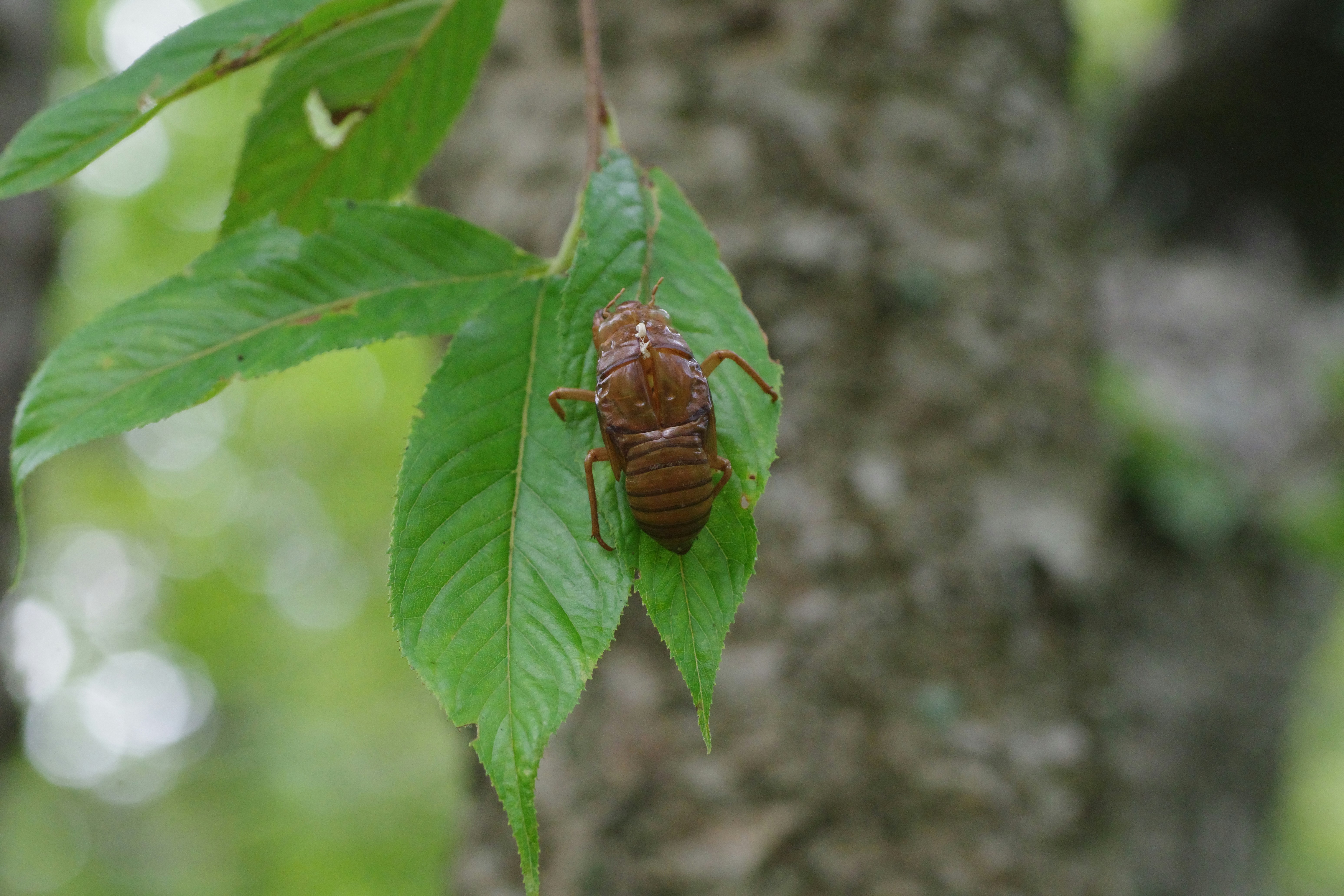 A bug crawling on a green leaf on a tree photo – Free Animal Image on ...