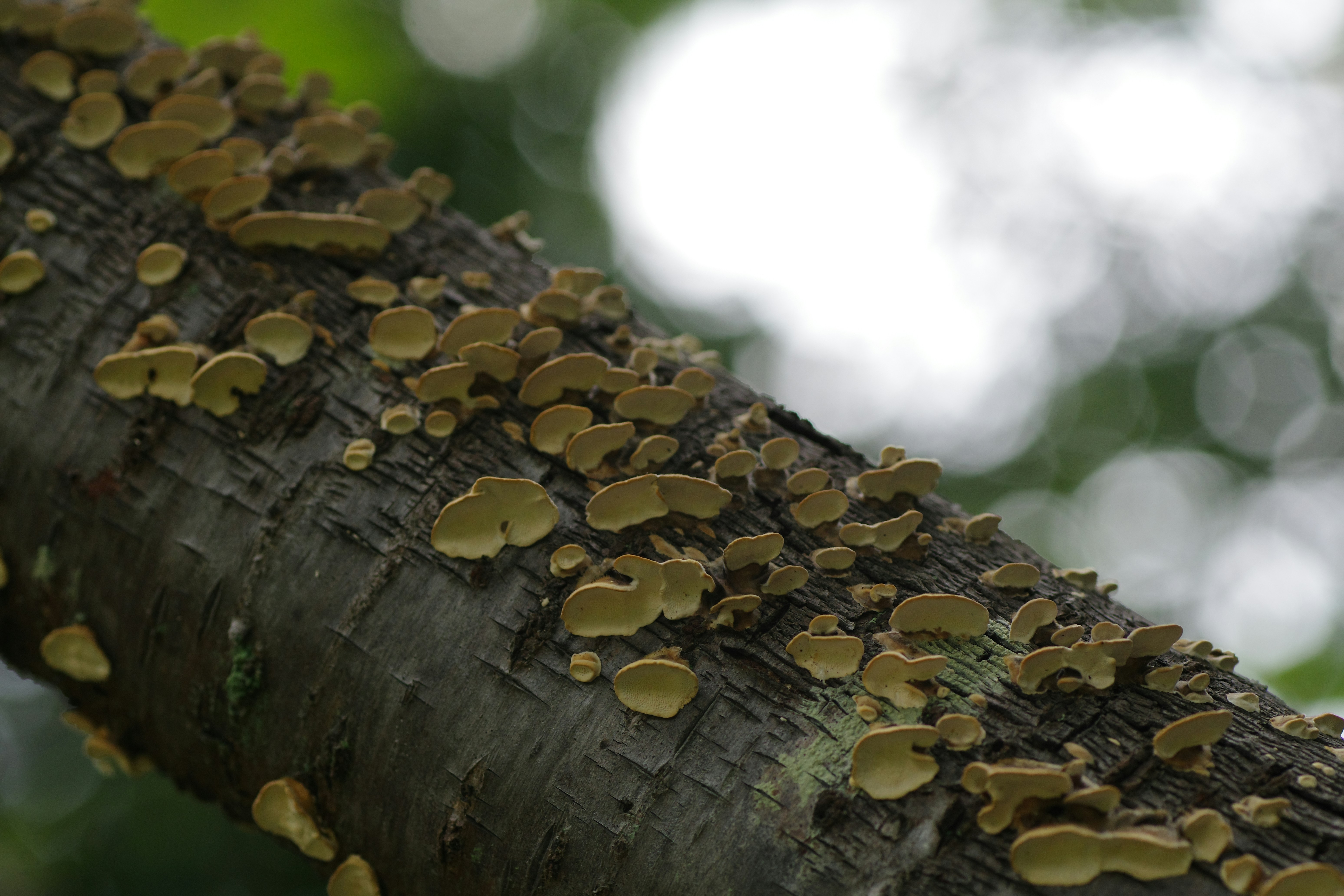 Yellow Shelf Fungi Thread a Mossy Log Under Quiet Forest Light