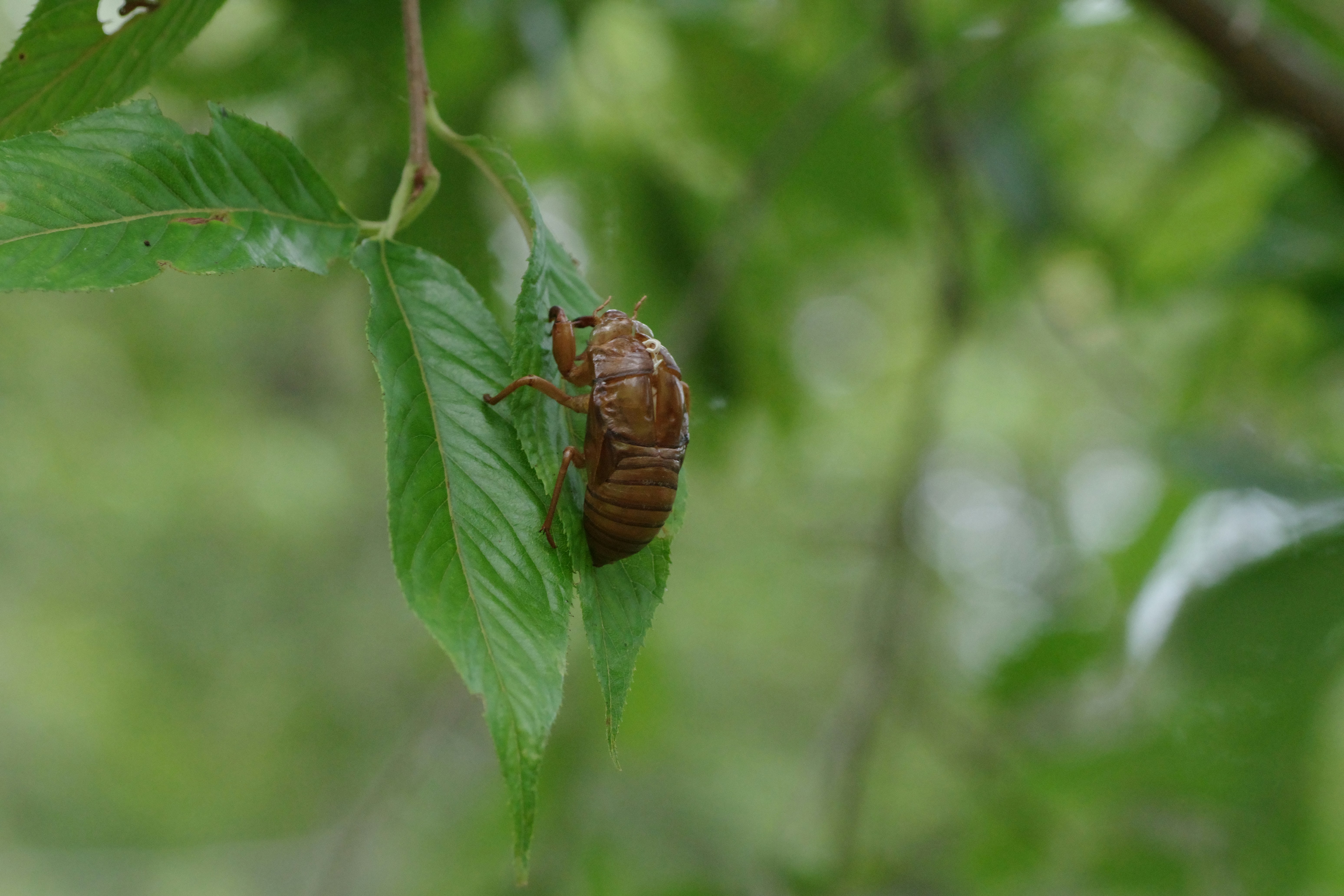 Leafbound: A Brown Cicada Shell Clings to a Veined Leaf