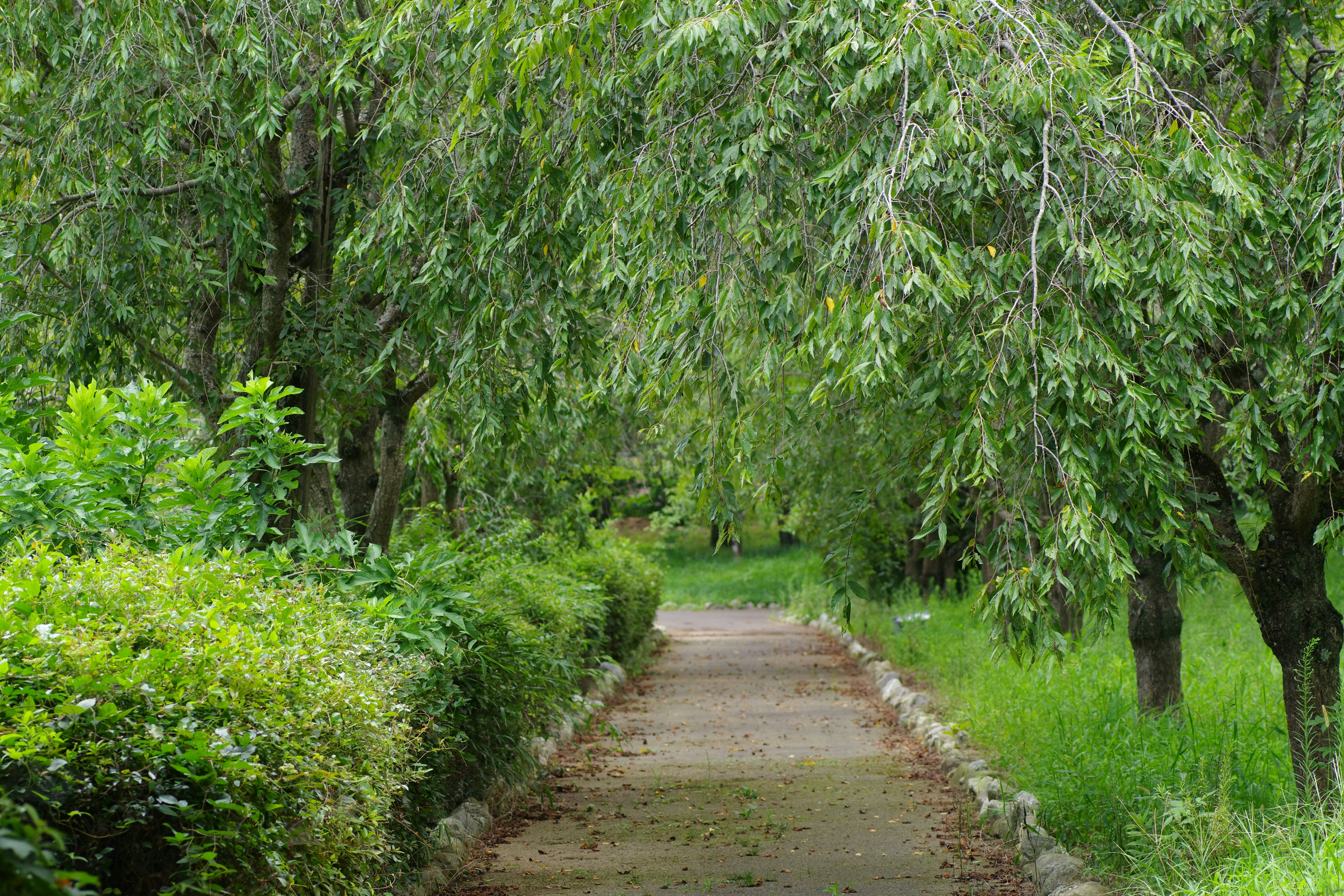 Beautiful green and flower garden、新緑と美しい花が織りなす絶景 A superb view of fresh greenery and beautiful flowers