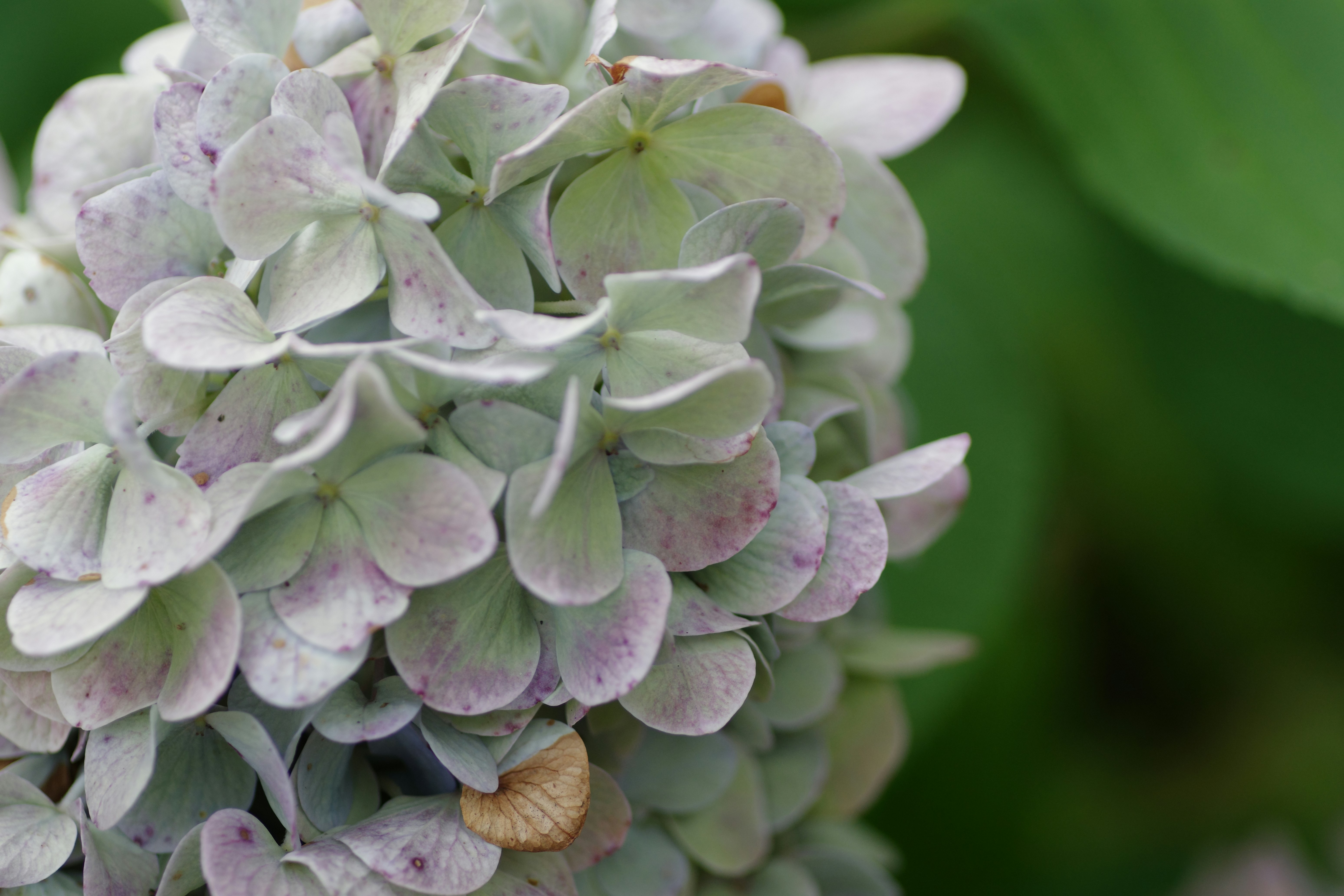 Pastel Hydrangea Blossom: Quiet Tones in Soft Focus