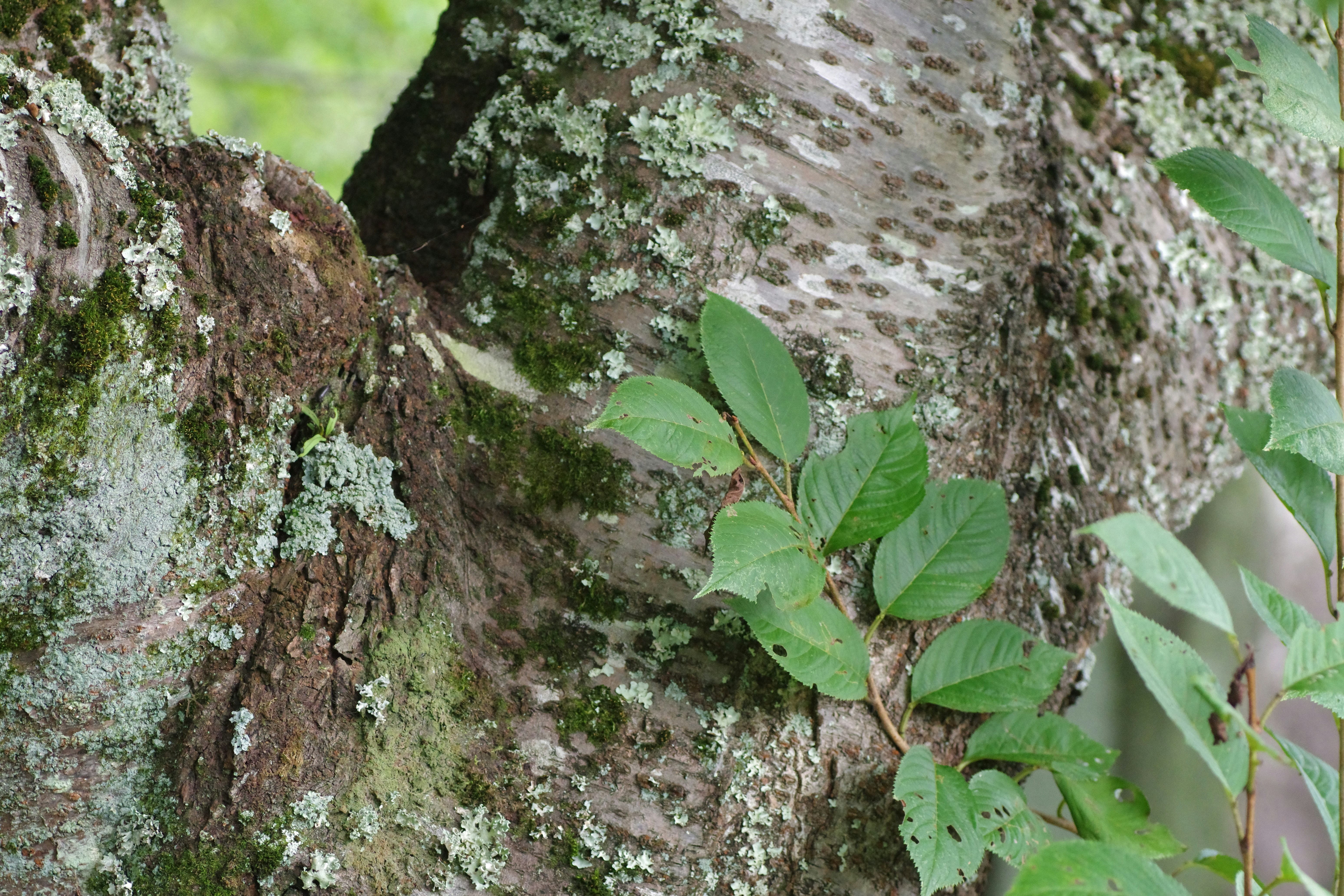 Beautiful green and flower garden、新緑と美しい花が織りなす絶景 A superb view of fresh greenery and beautiful flowersNaoki Suzuki