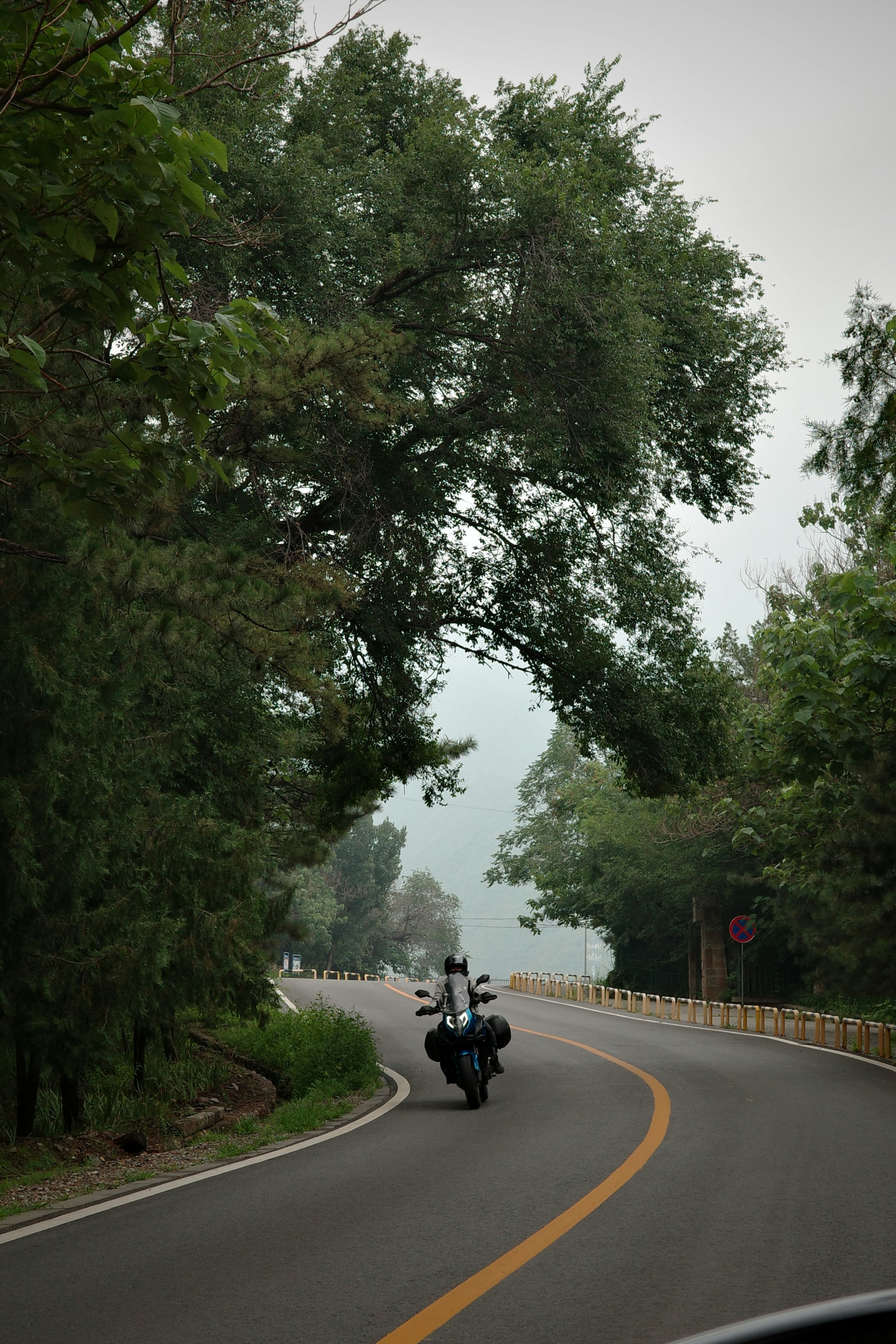 Arching Canopy Over a Winding Road: A Motorcycle Navigates the Bend