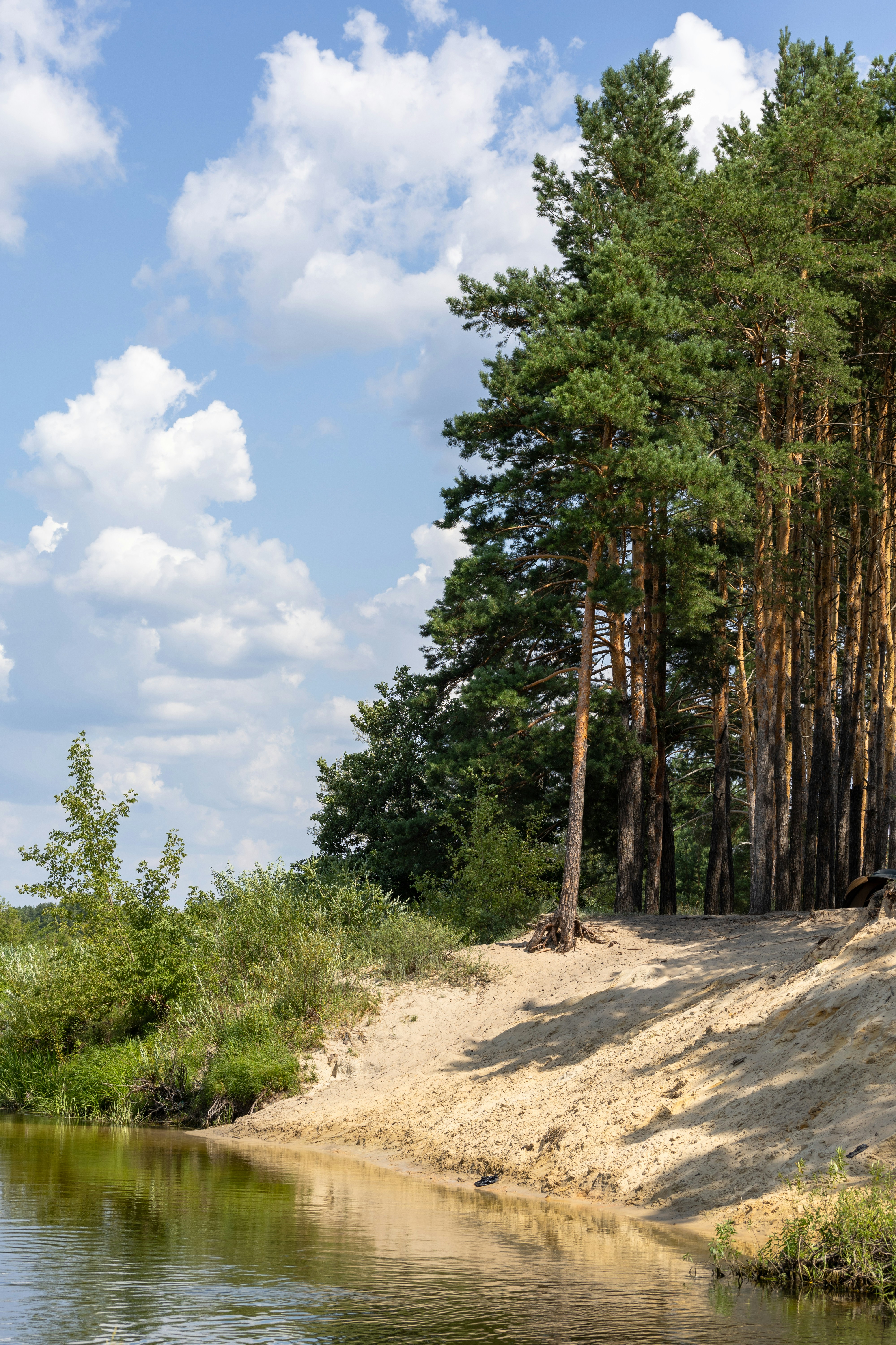 Pines Over a Quiet Riverside Dune Under Open Sky