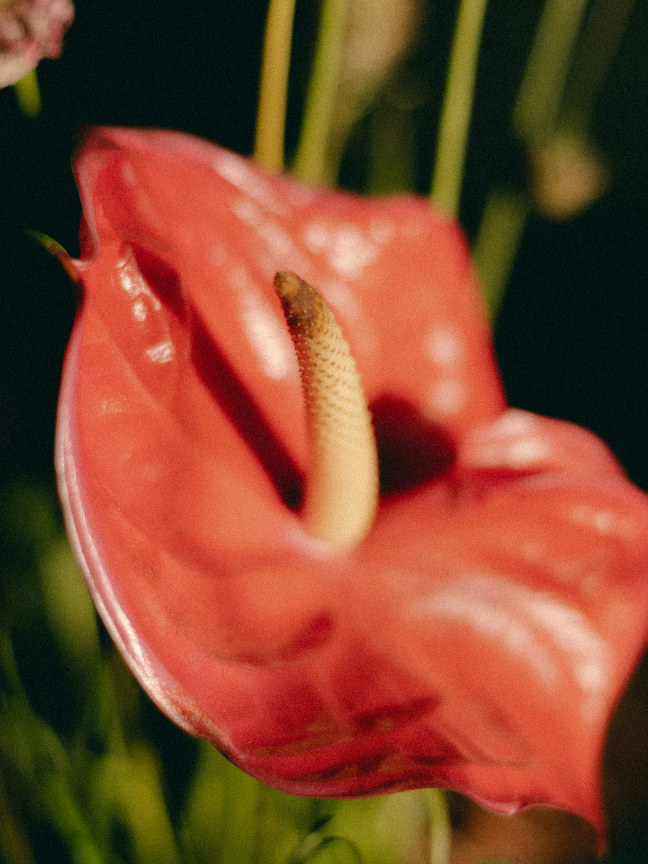 Ivory Spadix in a Crimson Calla Under Nightfall