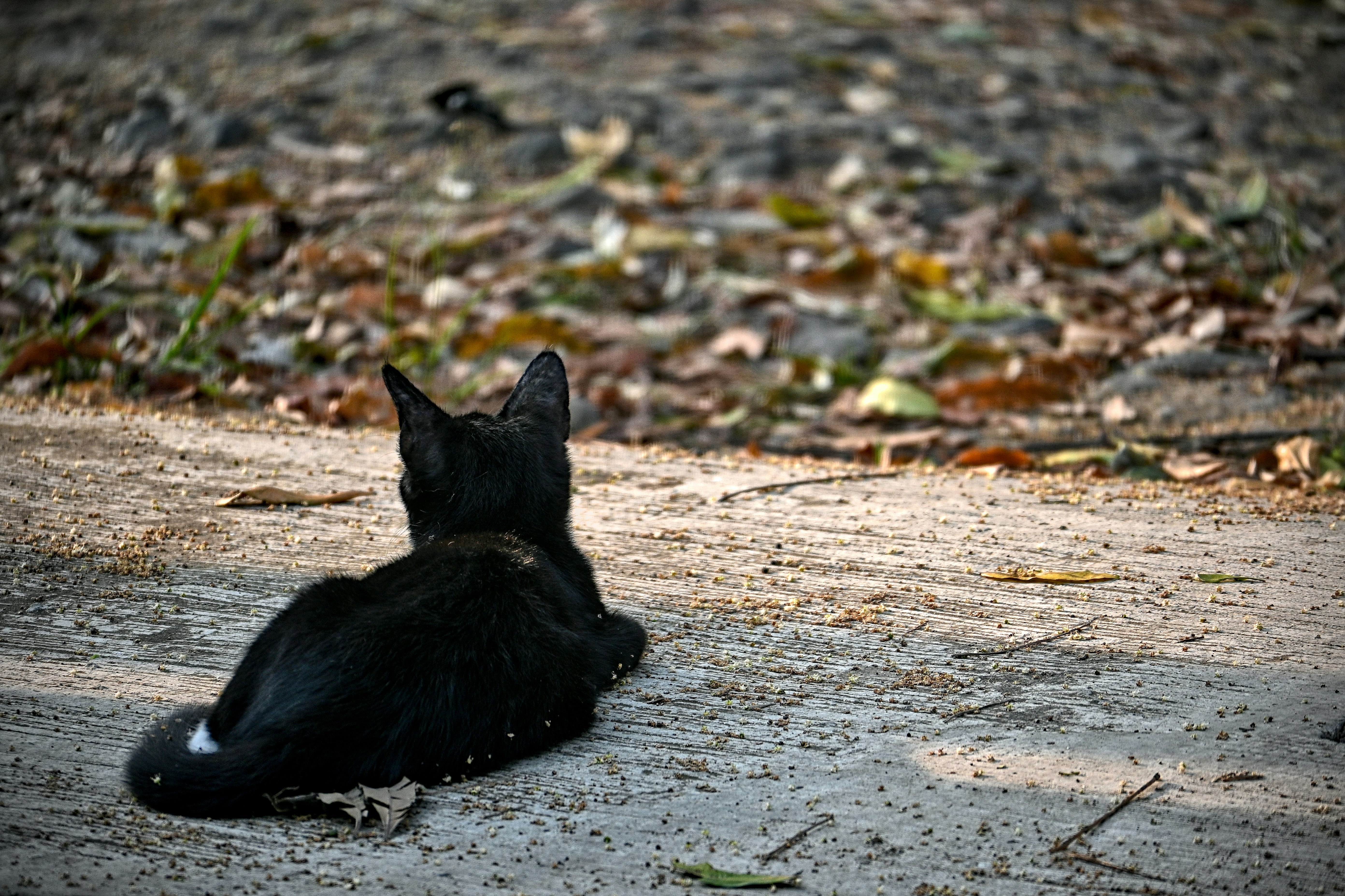 Photo by Naufan Rusyda Faikar with Nikon Z30