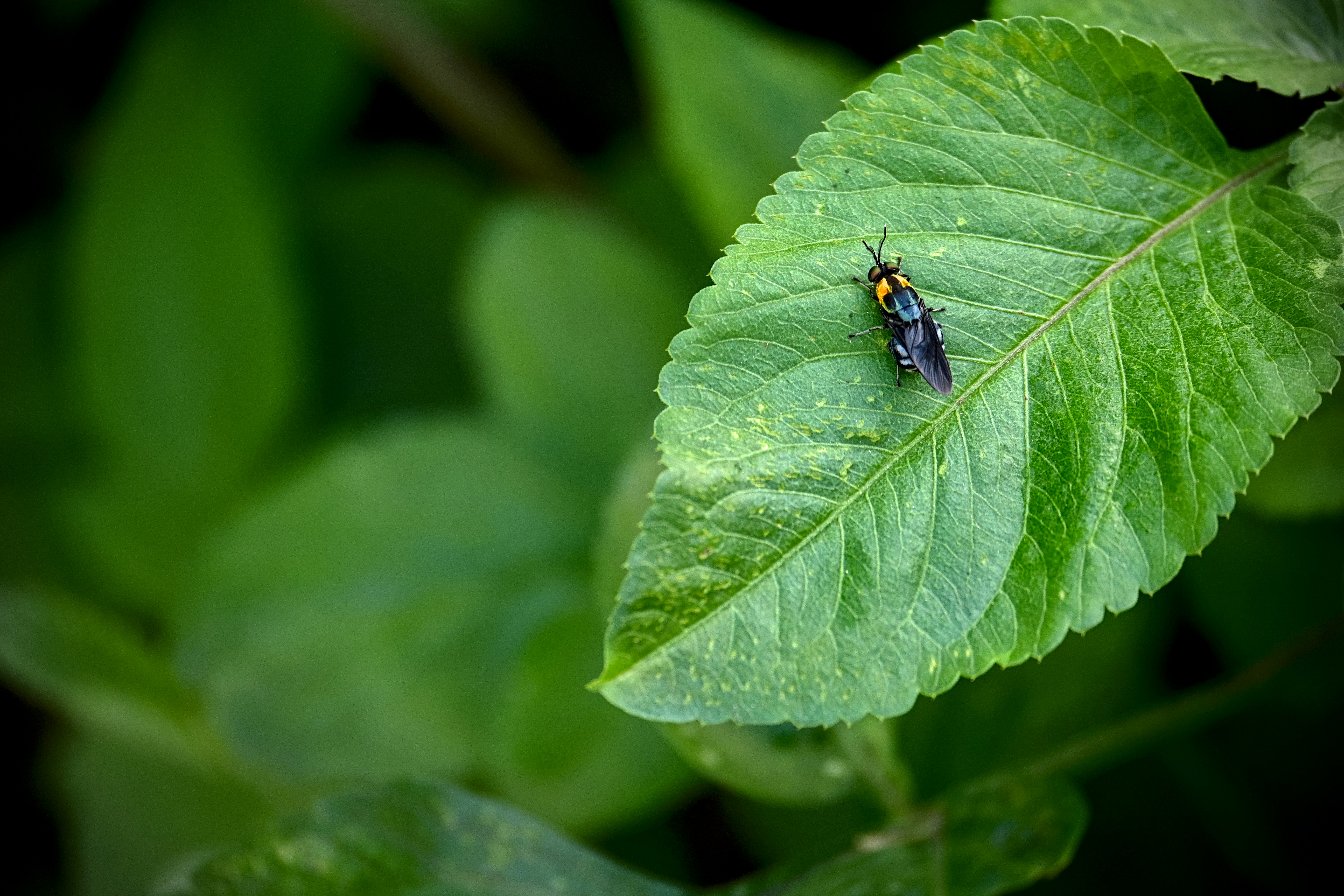 Tiny yellow-and-black wasp perched on a sunlit serrated leaf