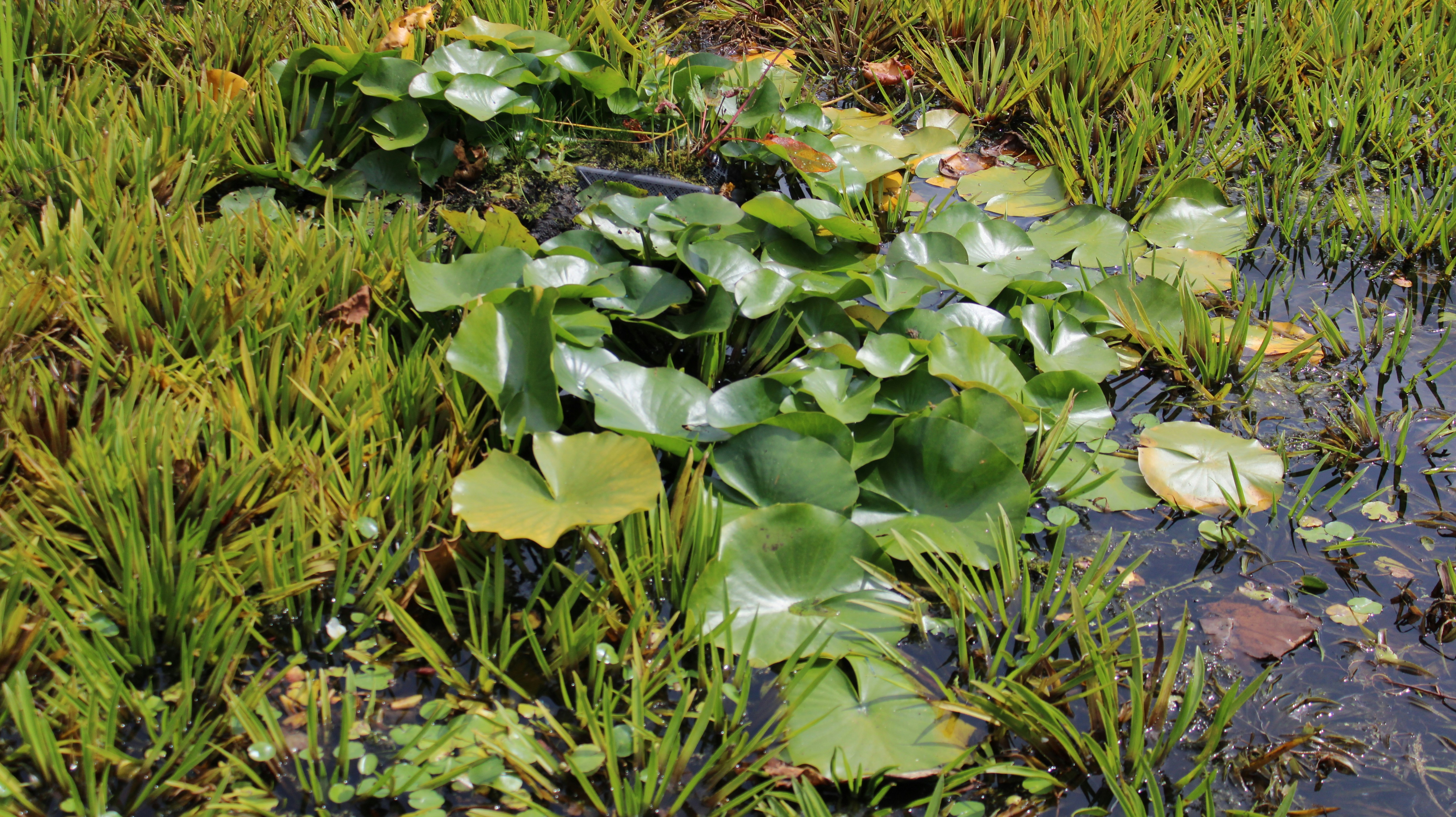 Lily Pad Mosaic at the Marsh Edge