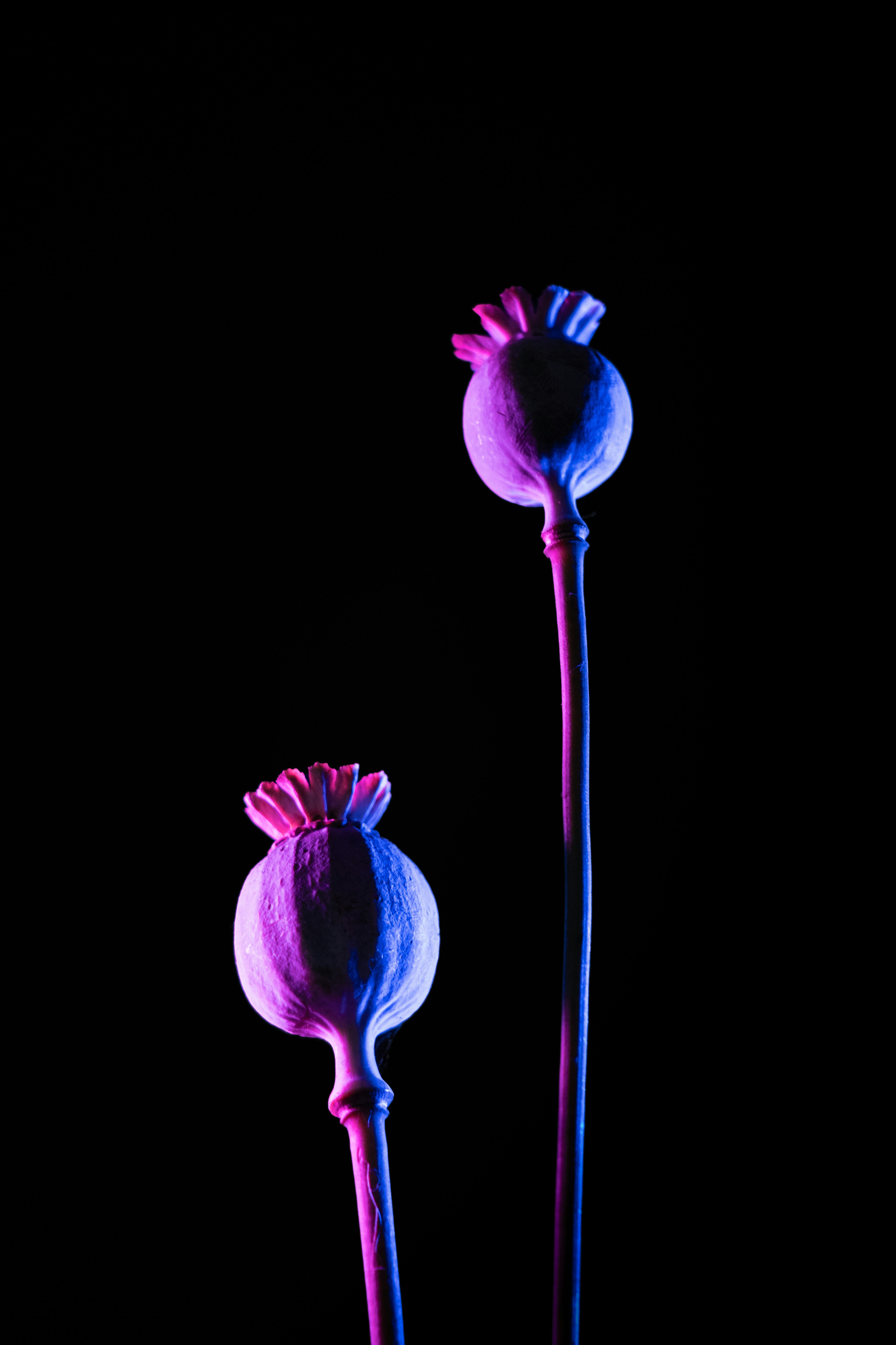 Twin Neon Buds Against Velvet Night