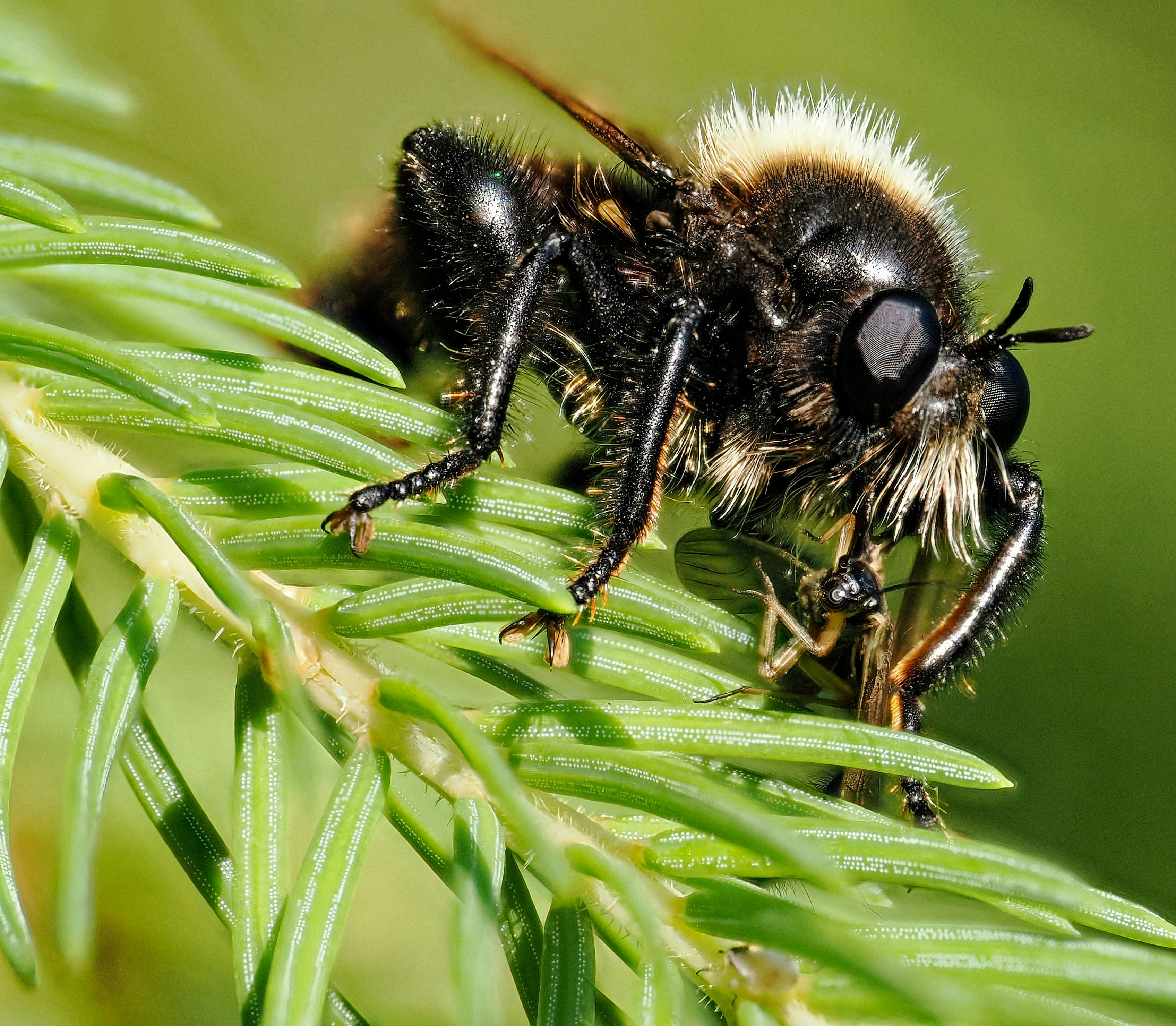Fuzzy Patrol on Pine Needles: A Micro Portrait of a Bee