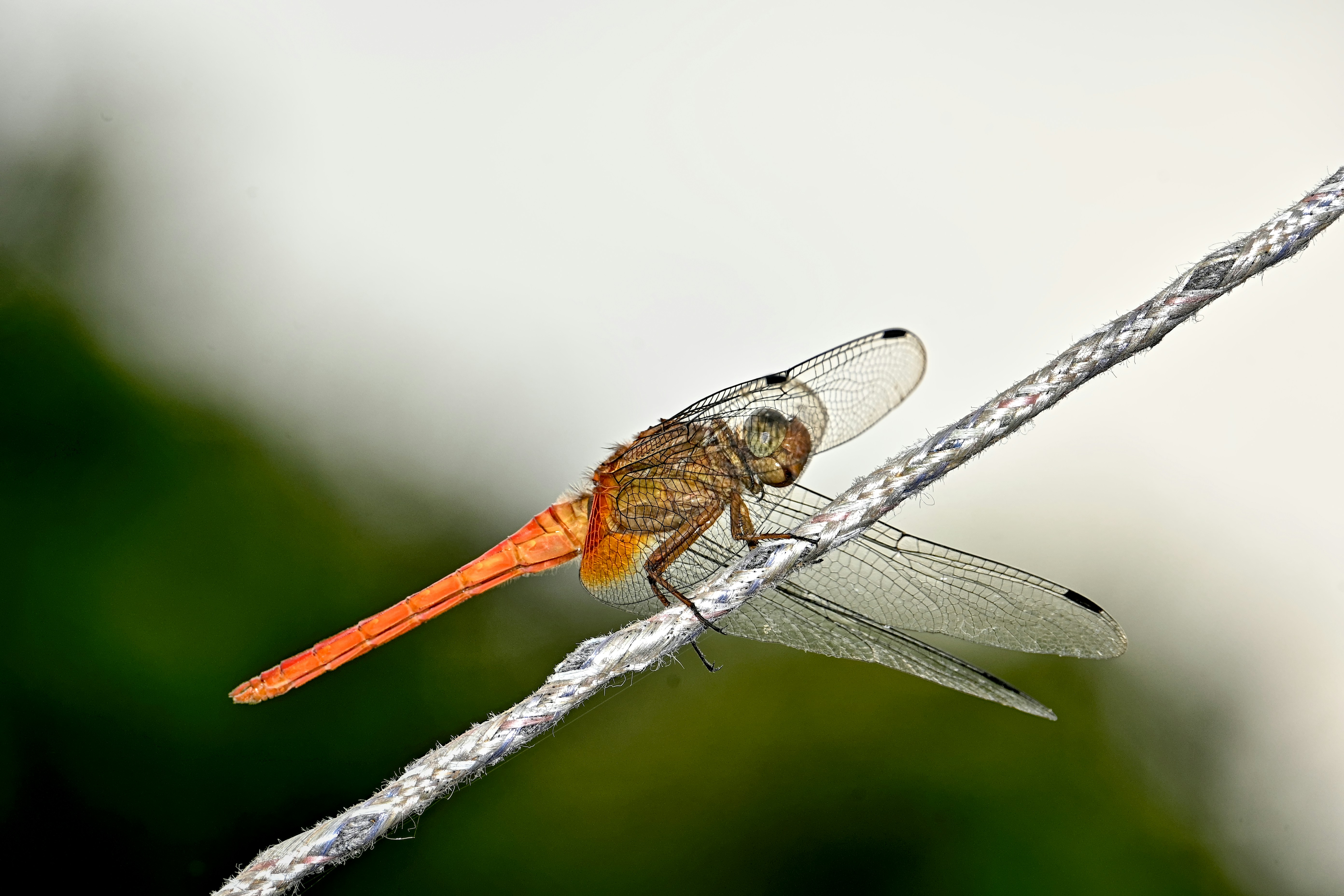 Crimson-tailed Dragonfly on a Weathered Wire Against Velvet Green