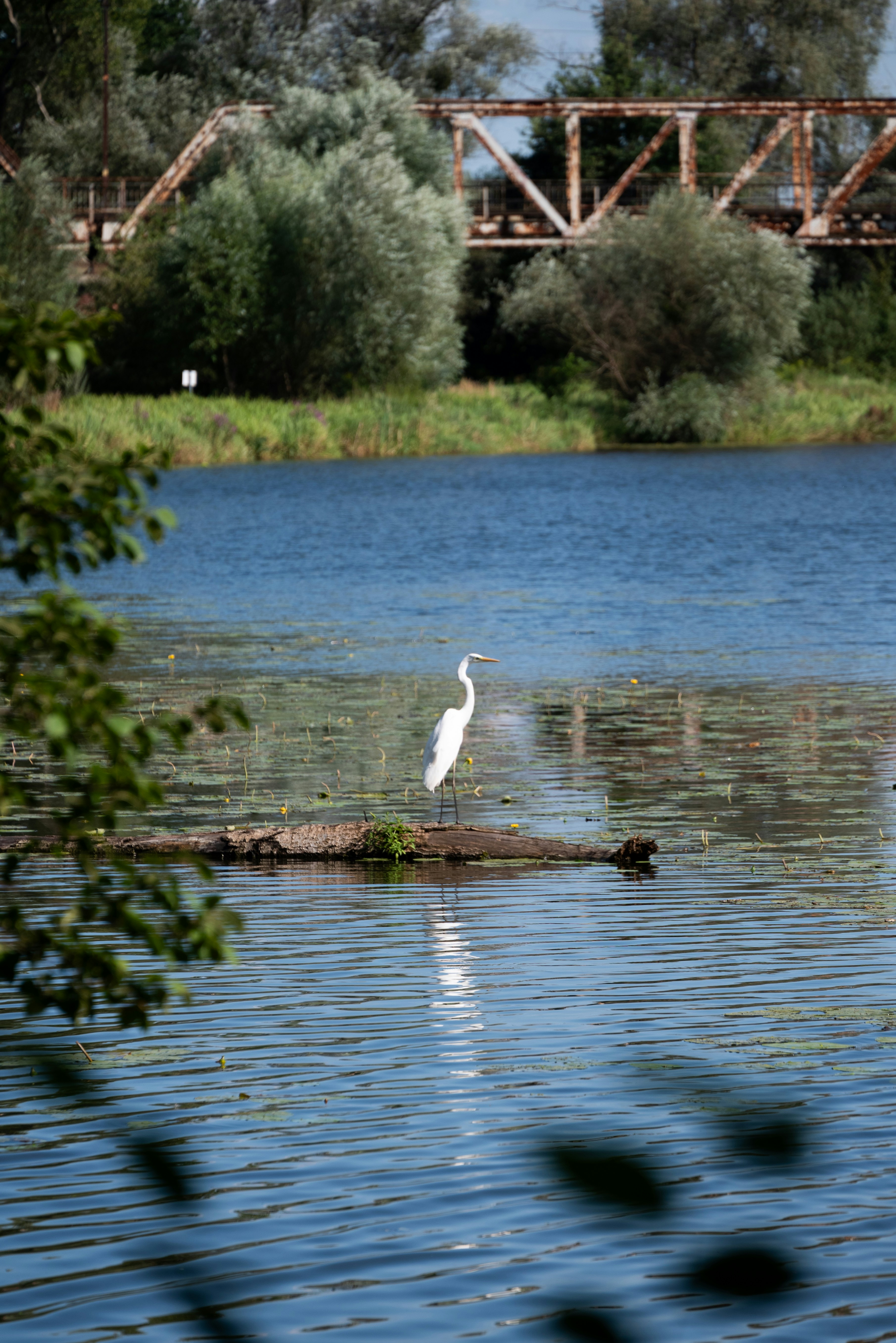 White Heron on a Log: Tranquil River Scene with a Rusted Bridge Backdrop