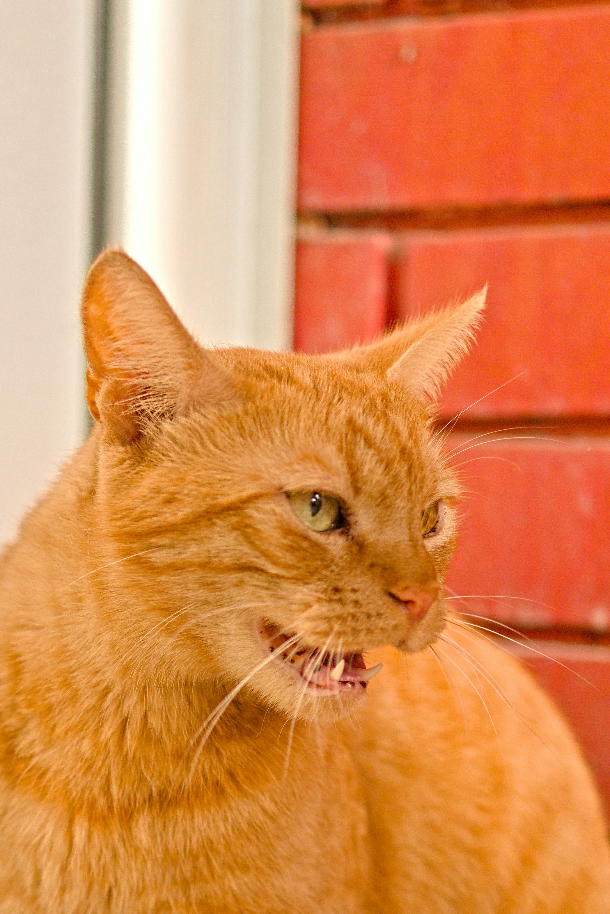 Amber Gaze: A Close Portrait of a Ginger Cat Against Weathered Brick