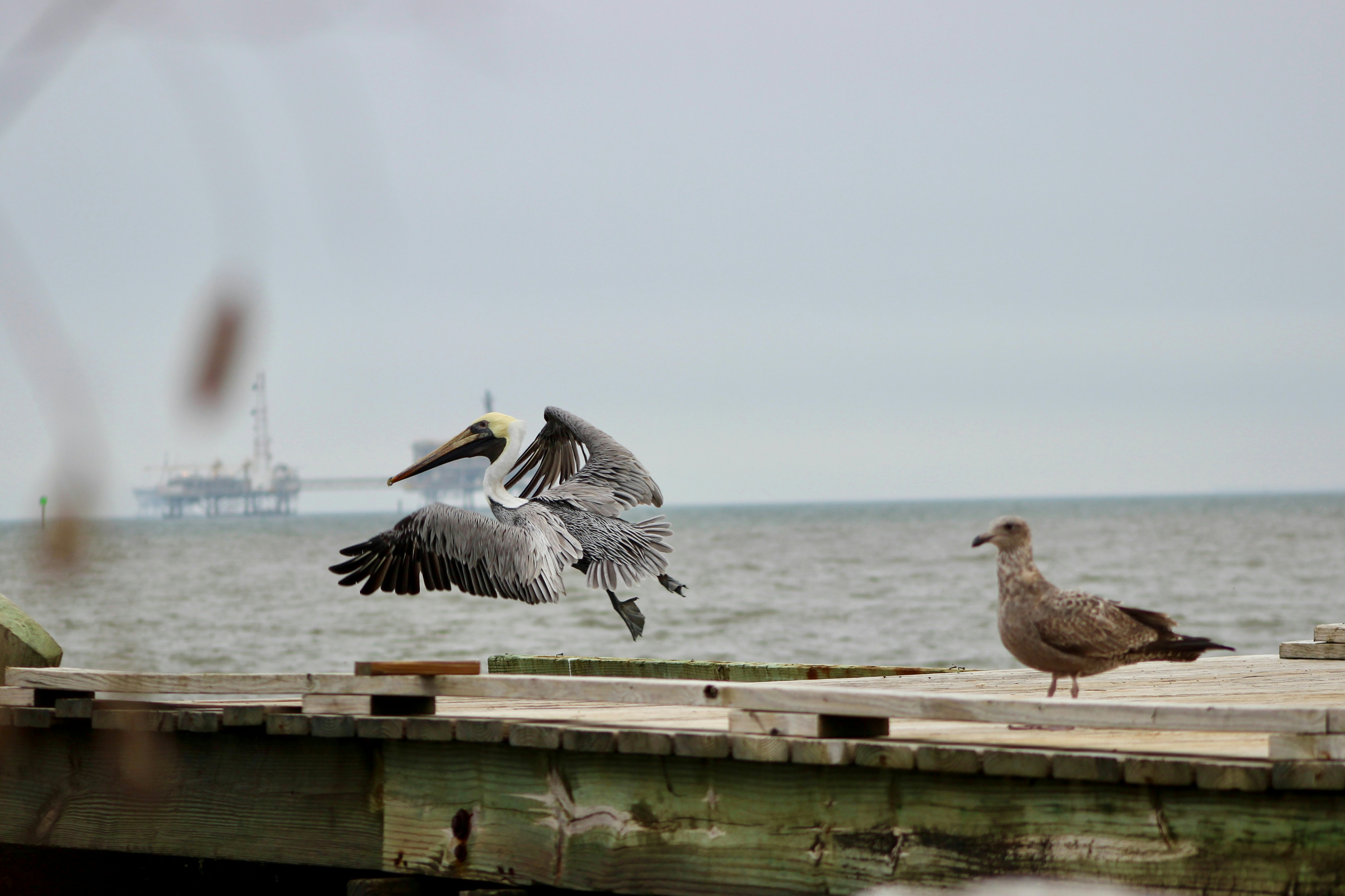Landing Gear and Tidal Watchers on a Weathered Dock
