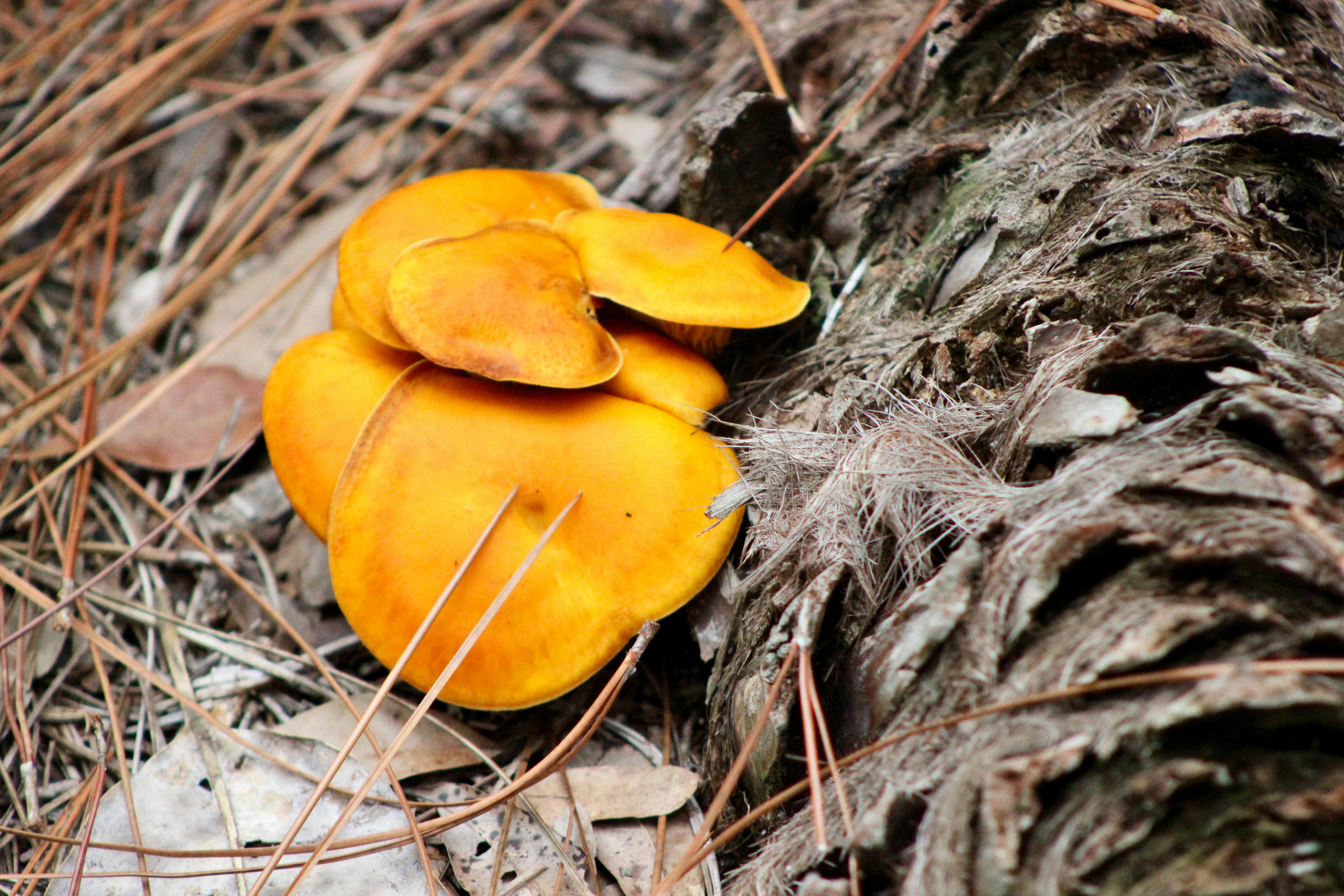 Golden Fungus Among Pine Needles and Bark
