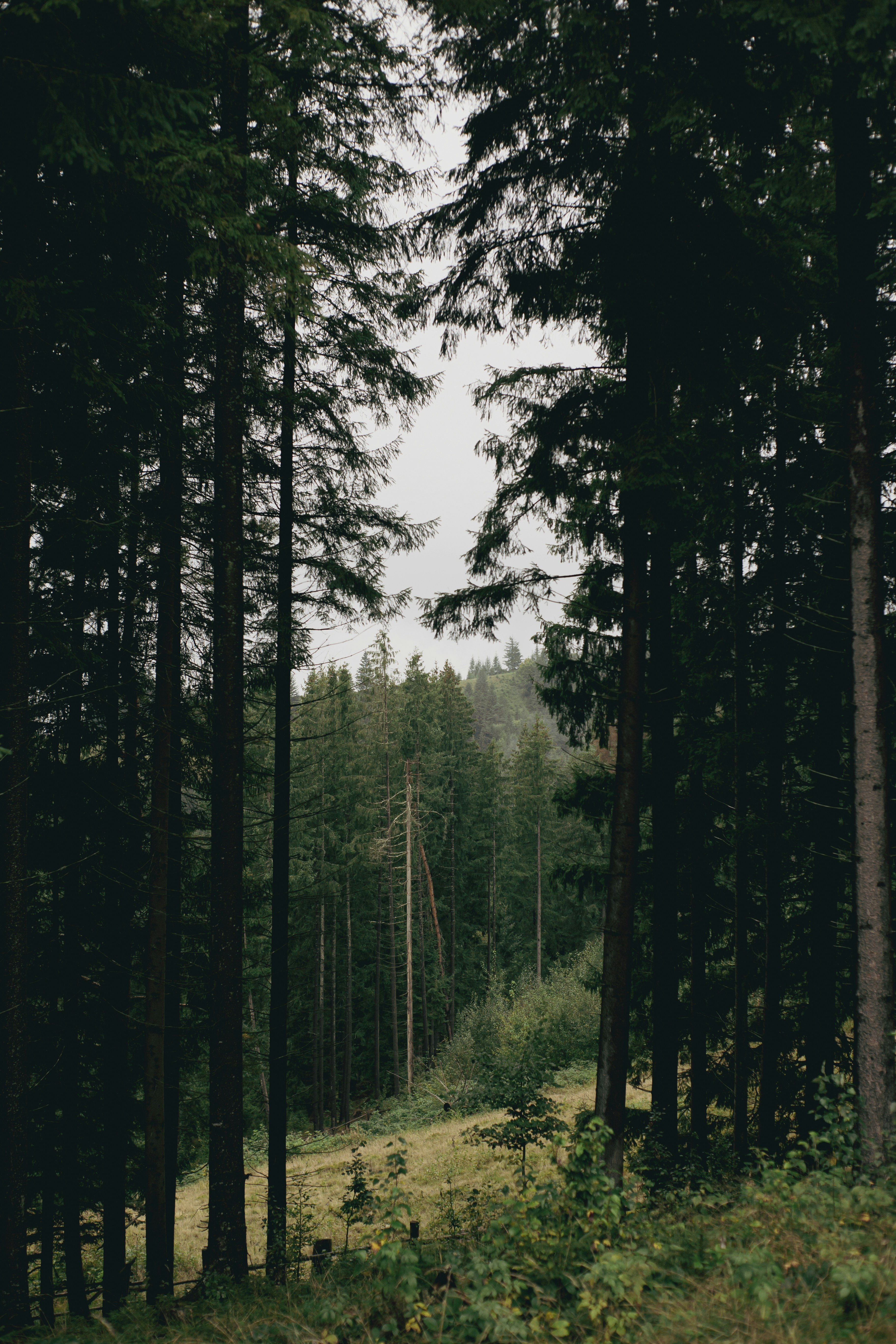 Dense forest scene with towering trees framing a glimpse of a lush, green valley beyond. The atmosphere is tranquil and inviting.