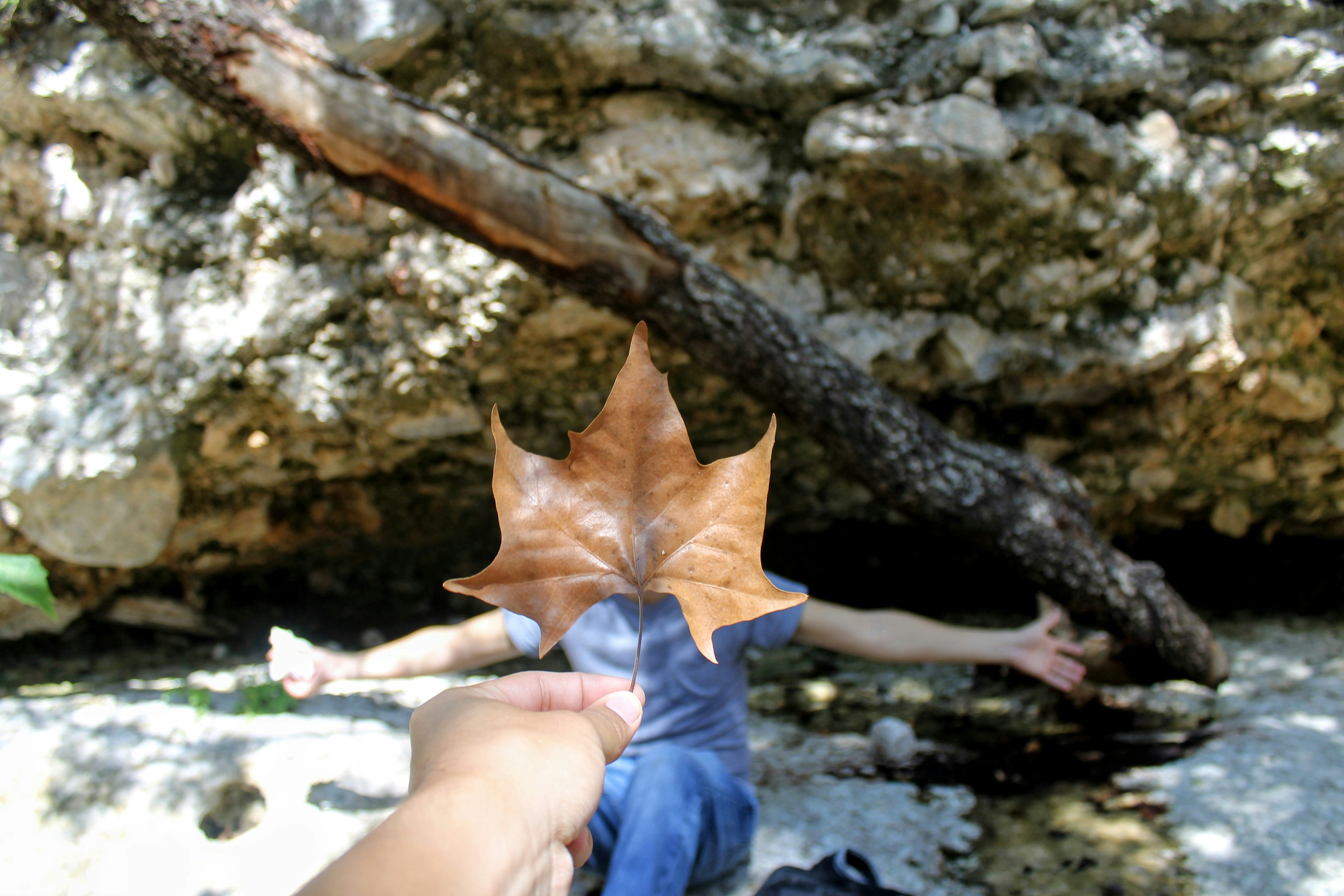 Leaf as Lens: A Front-Row View of Nature Framing a Hidden Moment